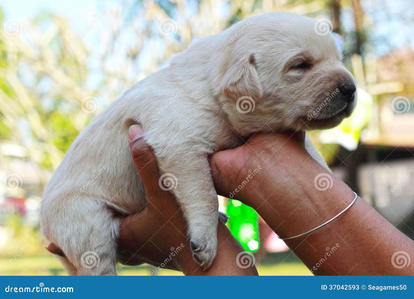 Picked Up Labrador Puppies - Three Weeks Old. Stock Image - Image of ...