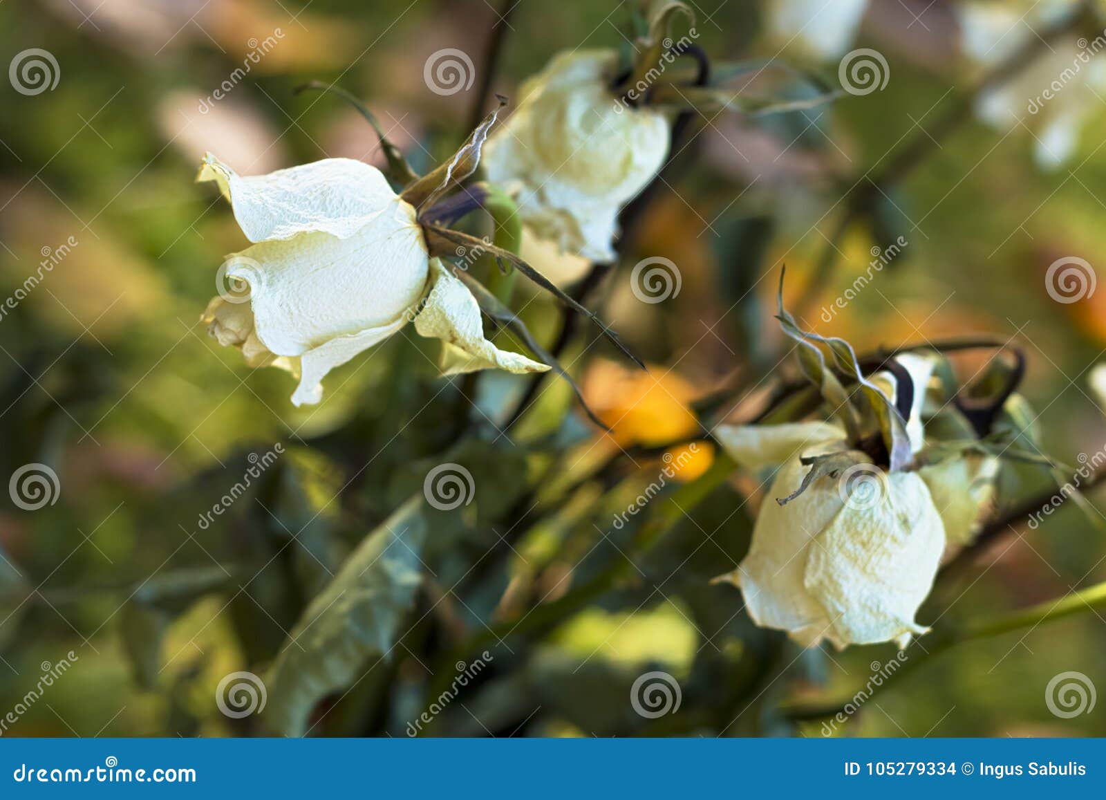Picked up roses. stock photo. Image of concepts, roses - 105279334