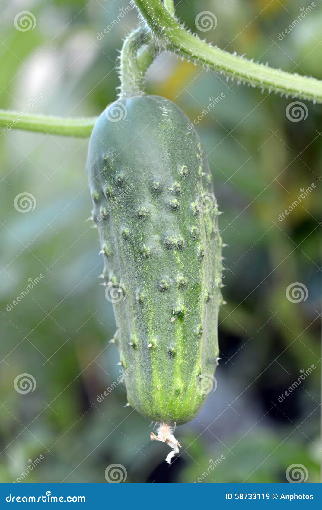 Pickel stock image. Image of garden, plant, vine, summer - 58733119