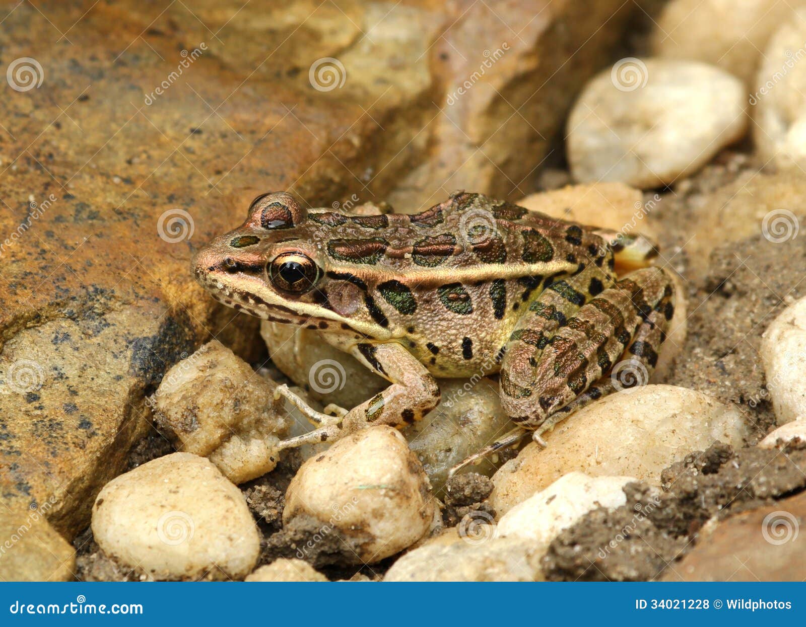 Ranid Stock Photos - Free & Royalty-Free Stock Photos from Dreamstime