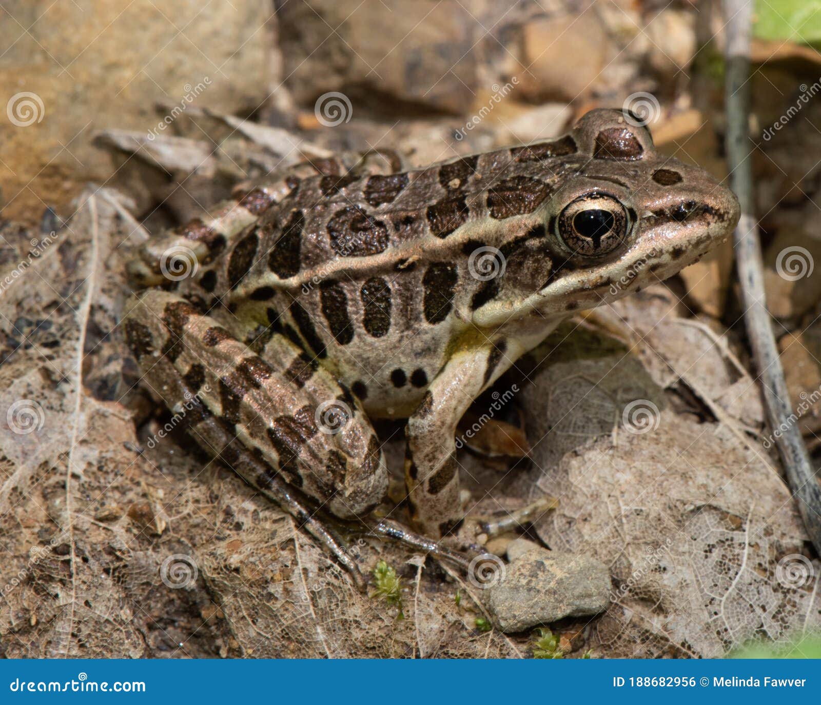 Pickerel Frog (Rana Palustris) Royalty-Free Stock Photo | CartoonDealer ...