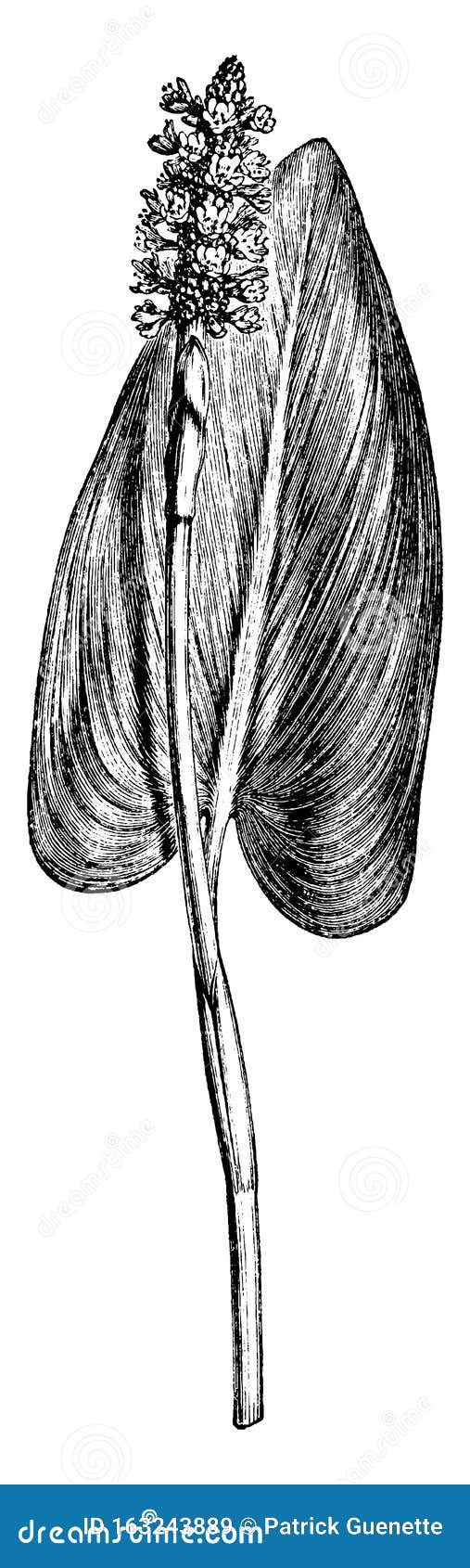 Pickerelweed Stock Illustrations – 11 Pickerelweed Stock Illustrations ...