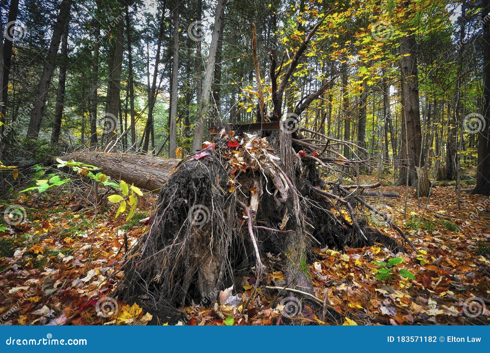 Old Fallen Tree Stump with Bare Roots at the Edge of the Forest Stock ...