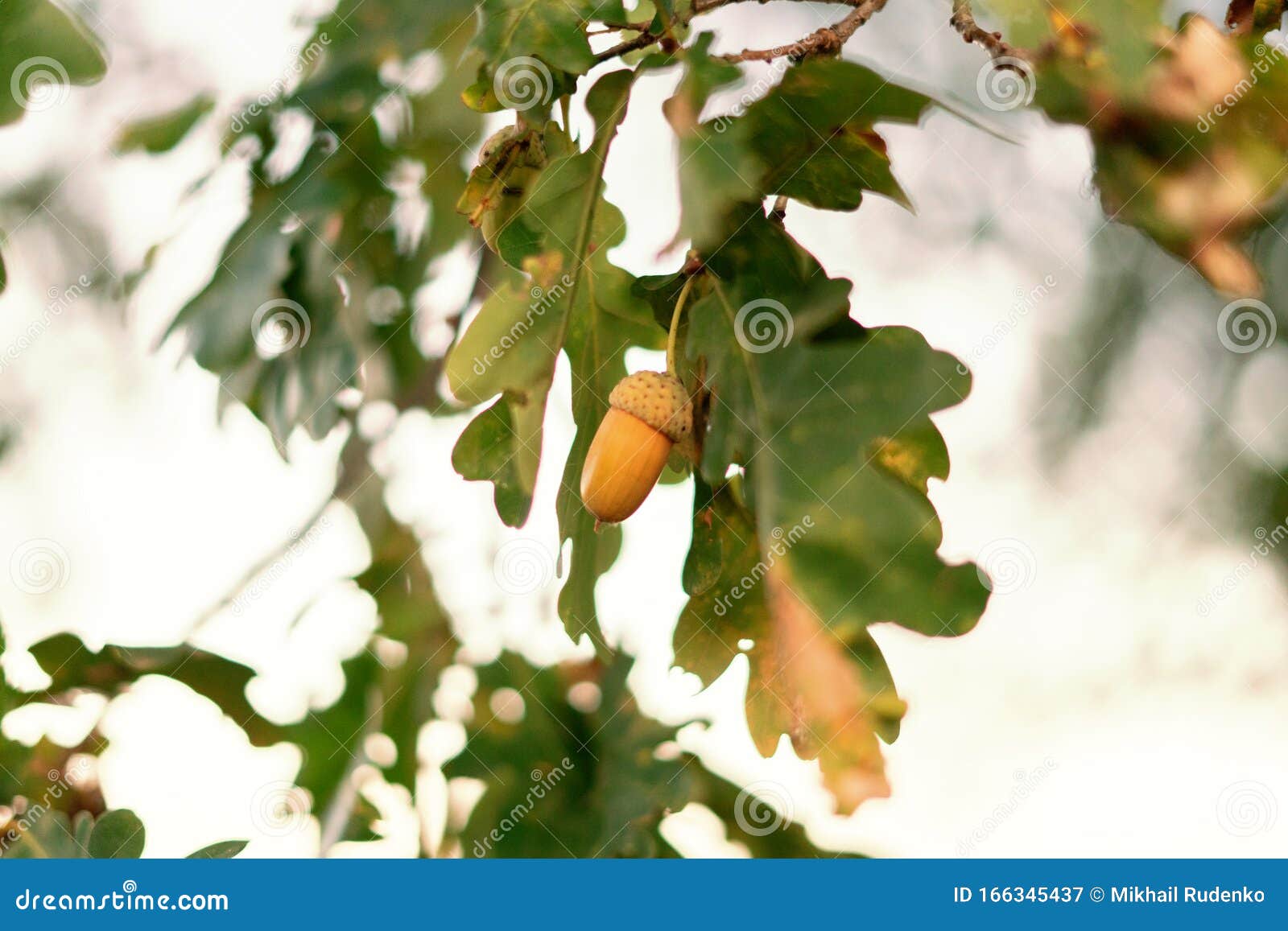 Picking Acorn Nuts from the Oak Tree Branch Stock Image - Image of pick ...