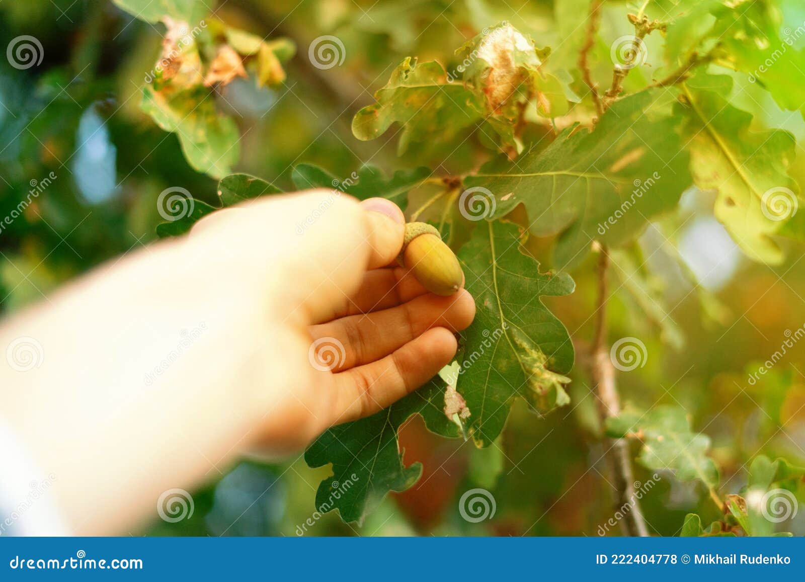 Picking Acorn Nuts from the Oak Tree Branch Stock Photo - Image of seed ...