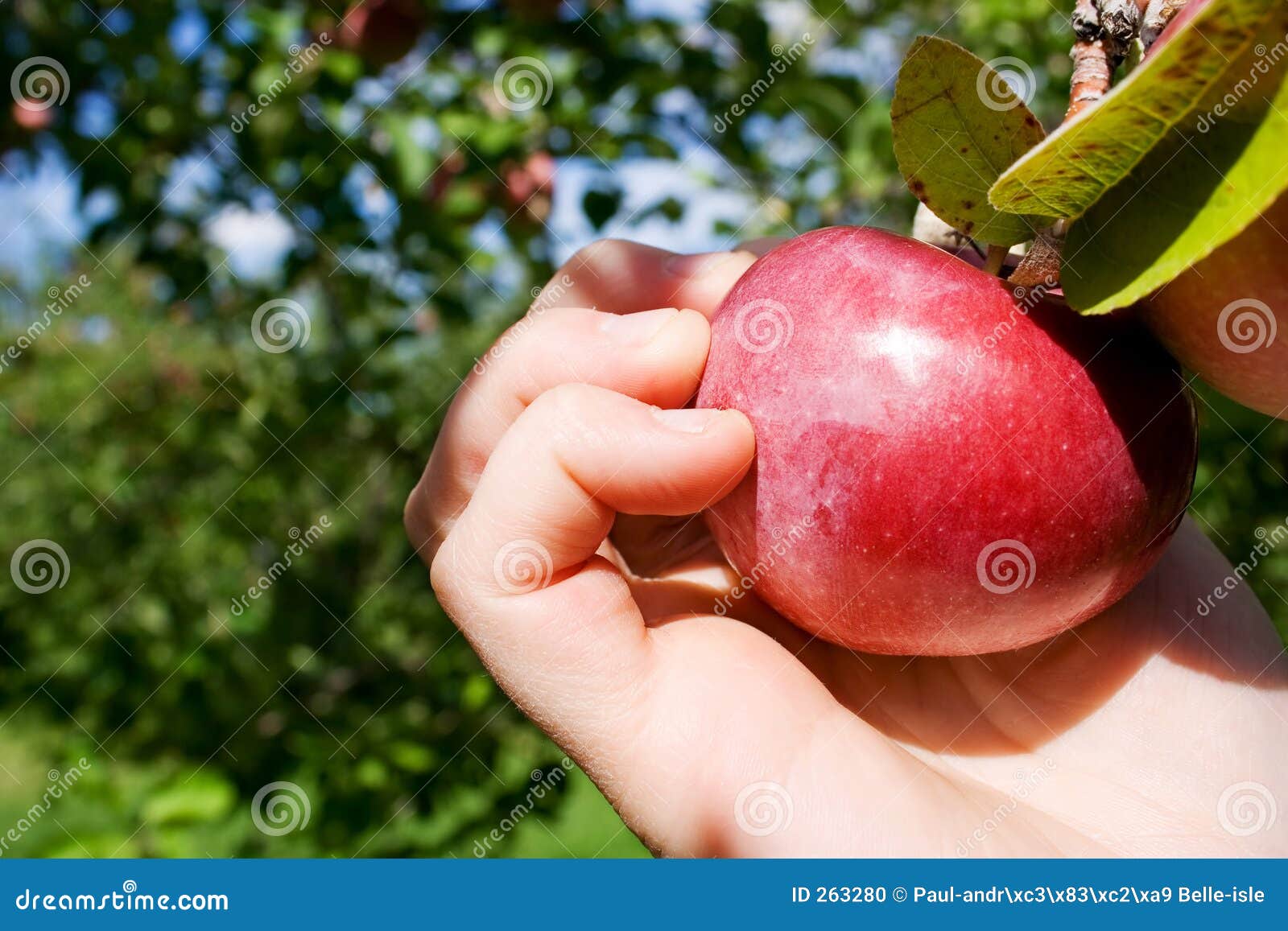 Picking Apple stock photo. Image of gather, farm, fruit - 263280