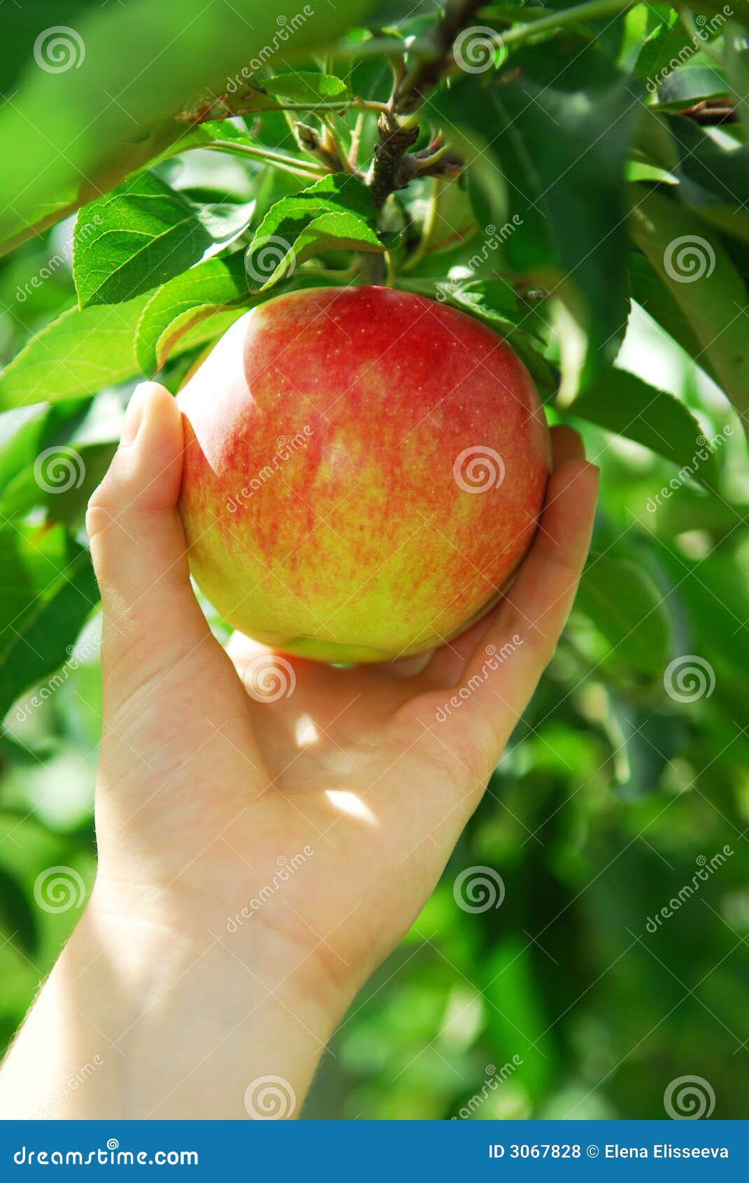 Picking an apple stock photo. Image of apple, food, growing - 3067828
