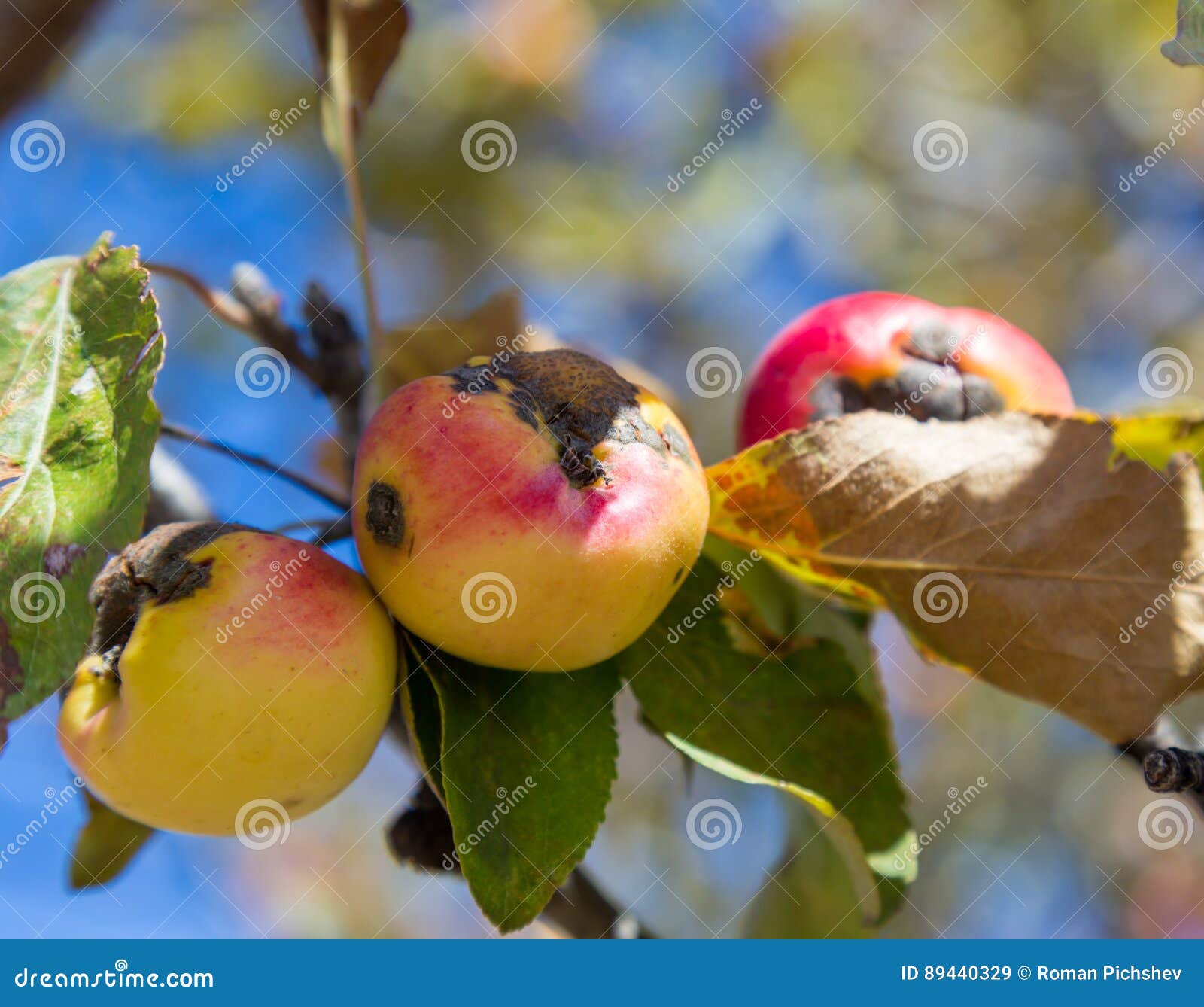 Modi Orchard Stock Photos - Free & Royalty-Free Stock Photos from ...