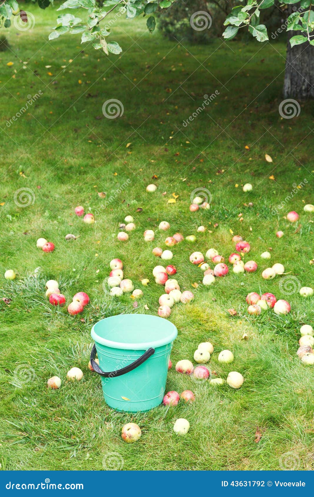Picking Apple Harvest in Bucket in Fruit Orchard Stock Photo - Image of ...