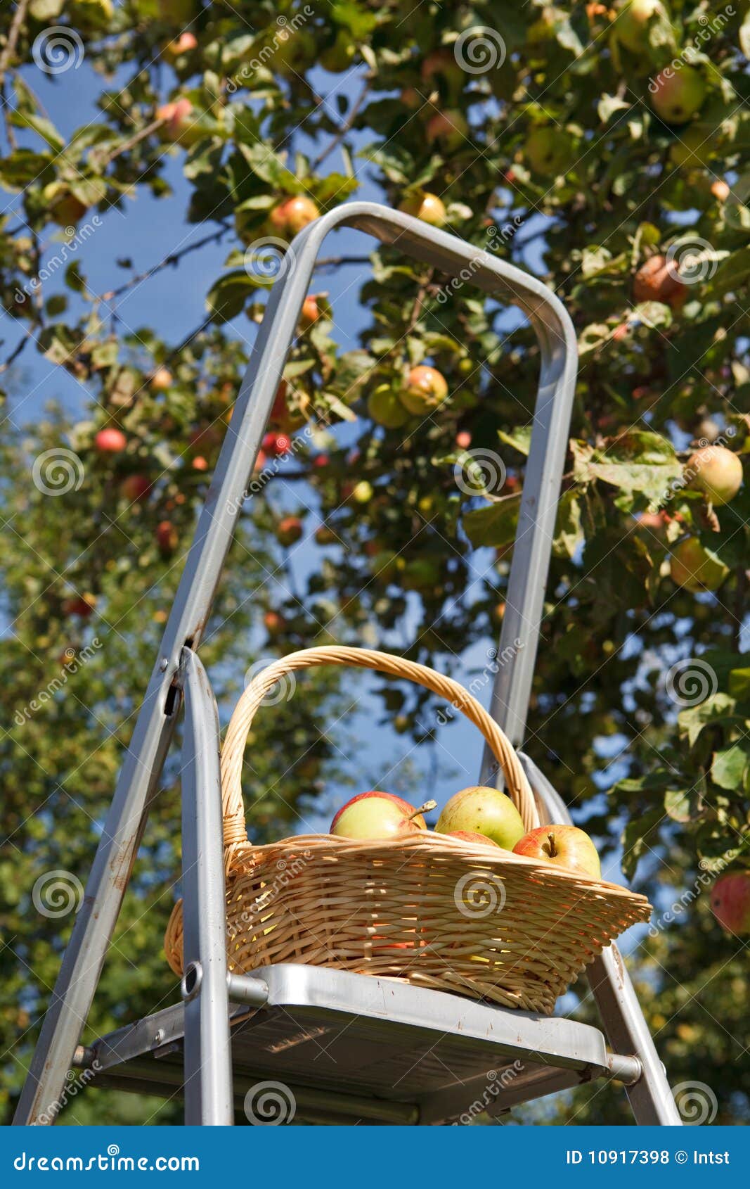 Picking apples stock photo. Image of close, gardening - 10917398