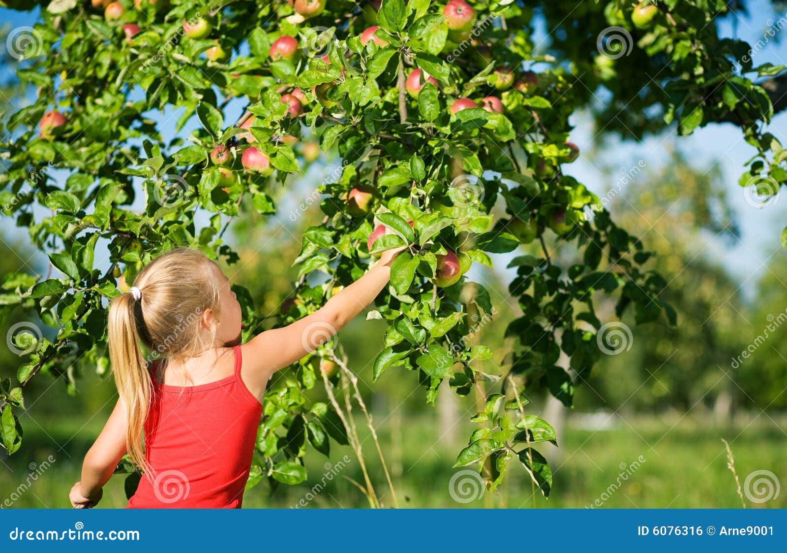 Picking apples stock photo. Image of leaves, nature, life - 6076316