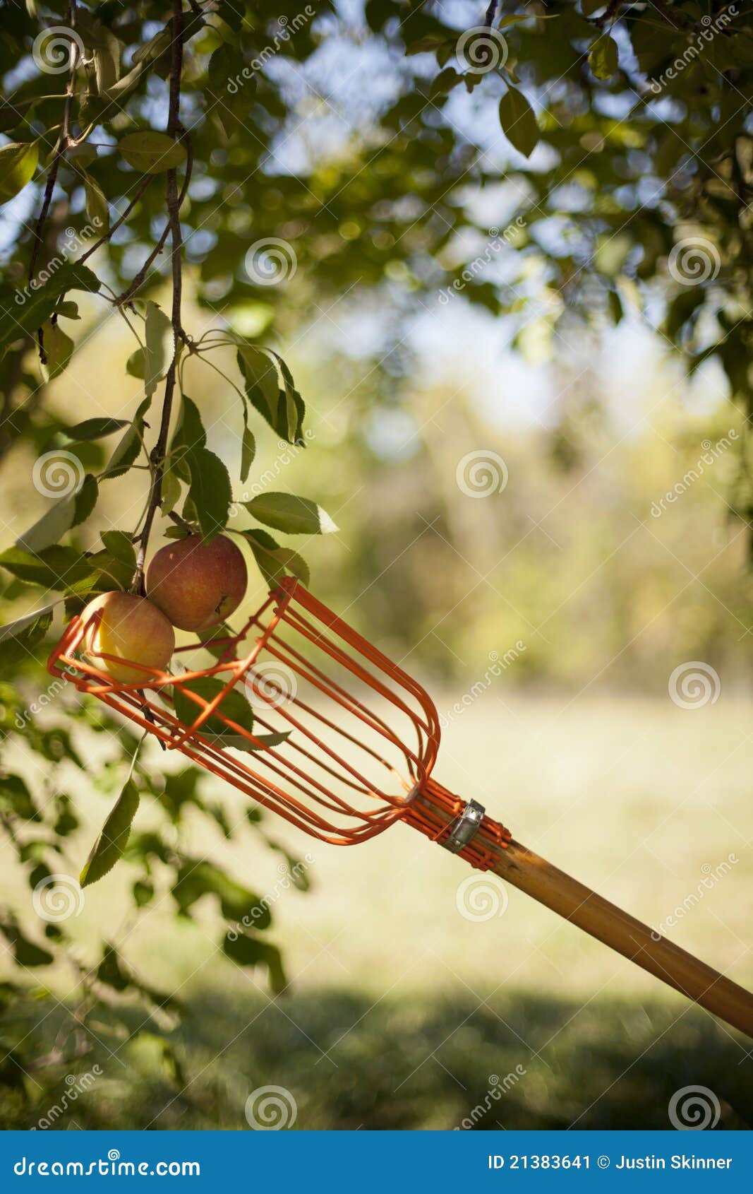 Picking Apples from the Tree Stock Image - Image of cultivated, idyllic ...