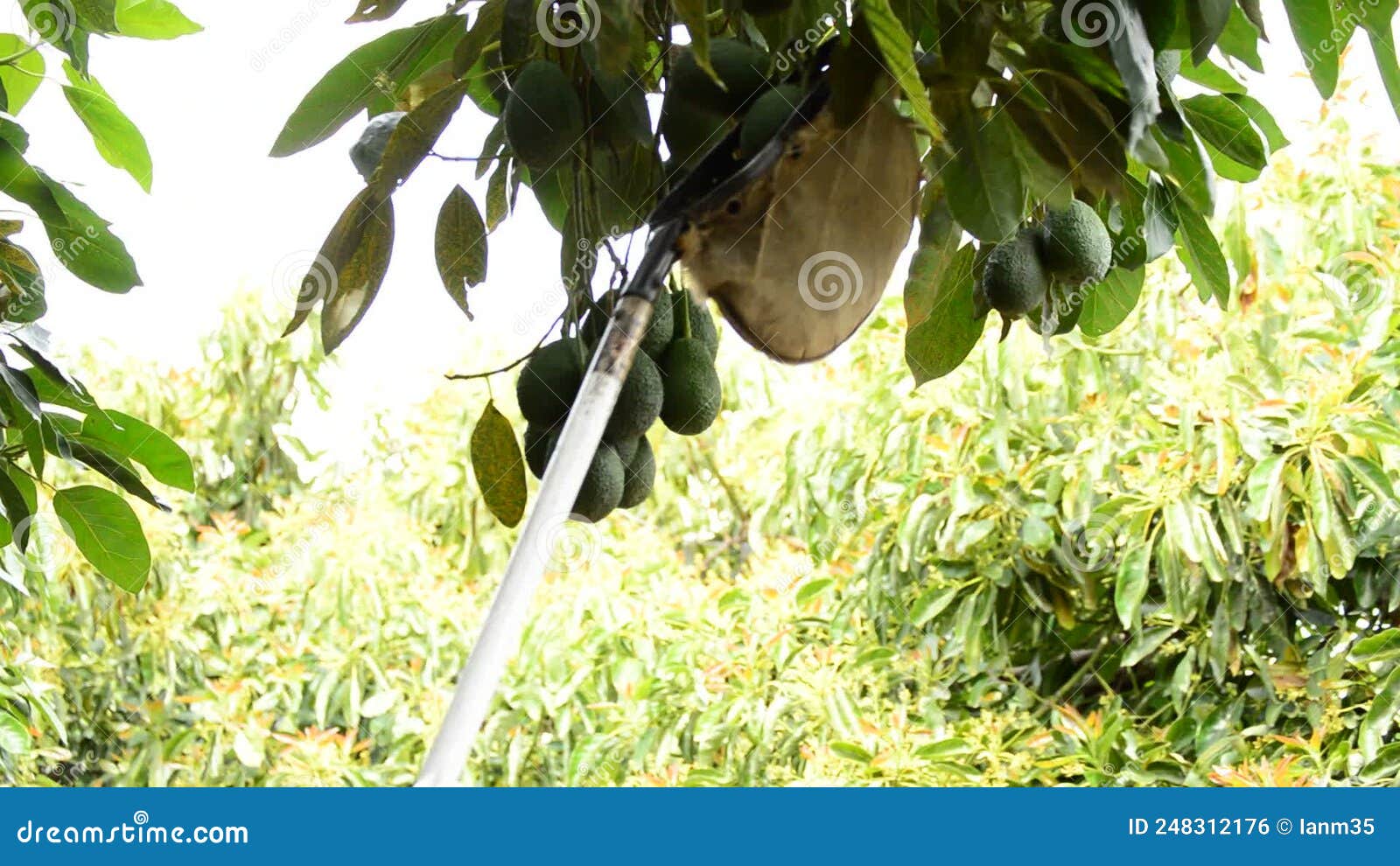 Picking avocados with pole stock footage. Video of avocat - 248312176