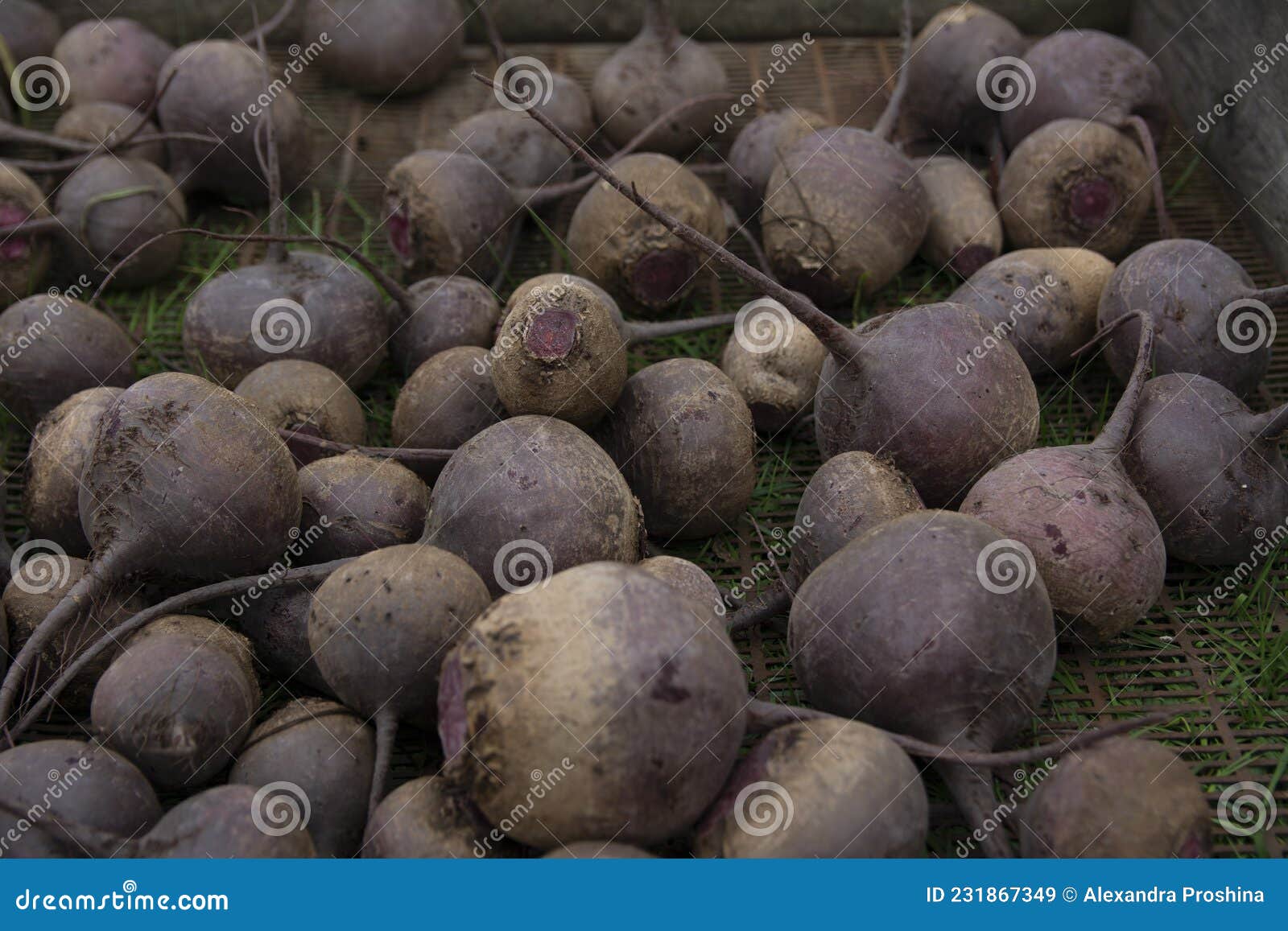 Picking Beets from Your Garden Stock Image - Image of allotment, grow ...