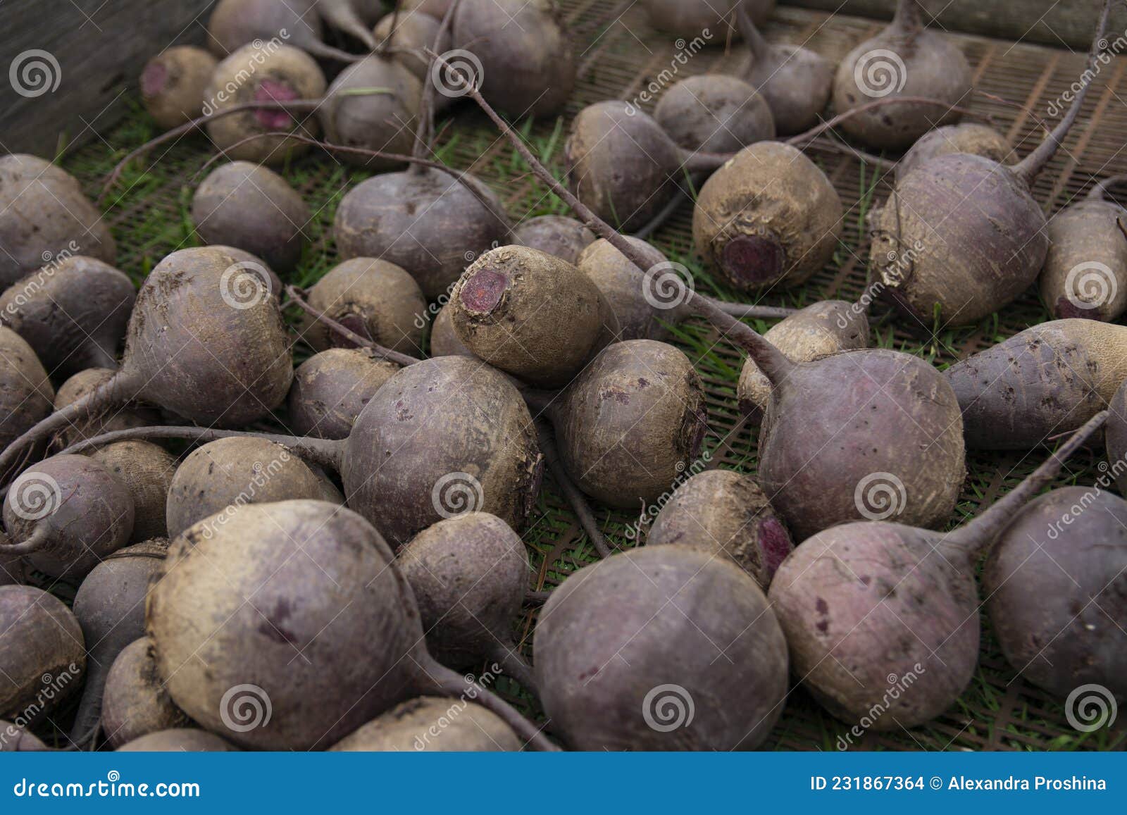 Picking Beets from Your Garden Stock Photo - Image of background ...