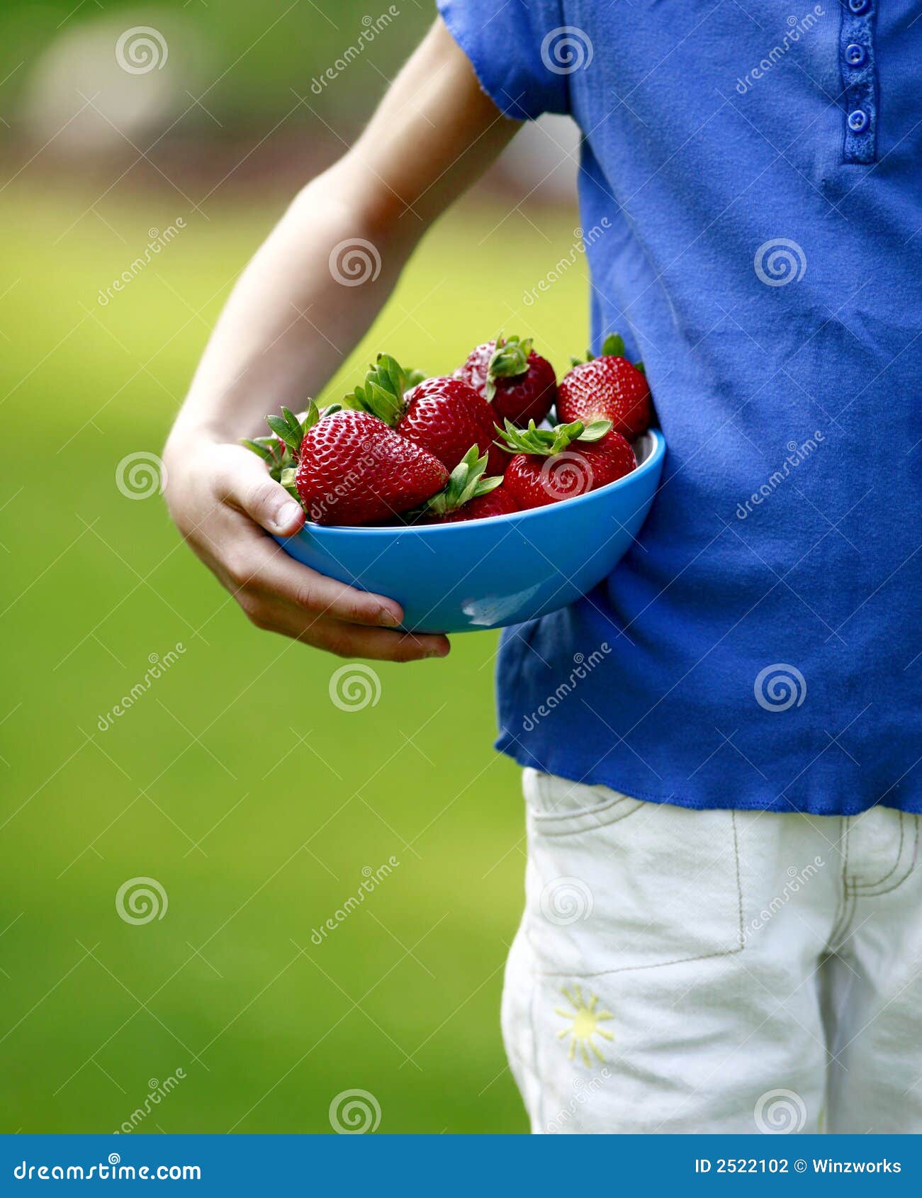 Picking Berries stock photo. Image of fruit, healthy, summer - 2522102