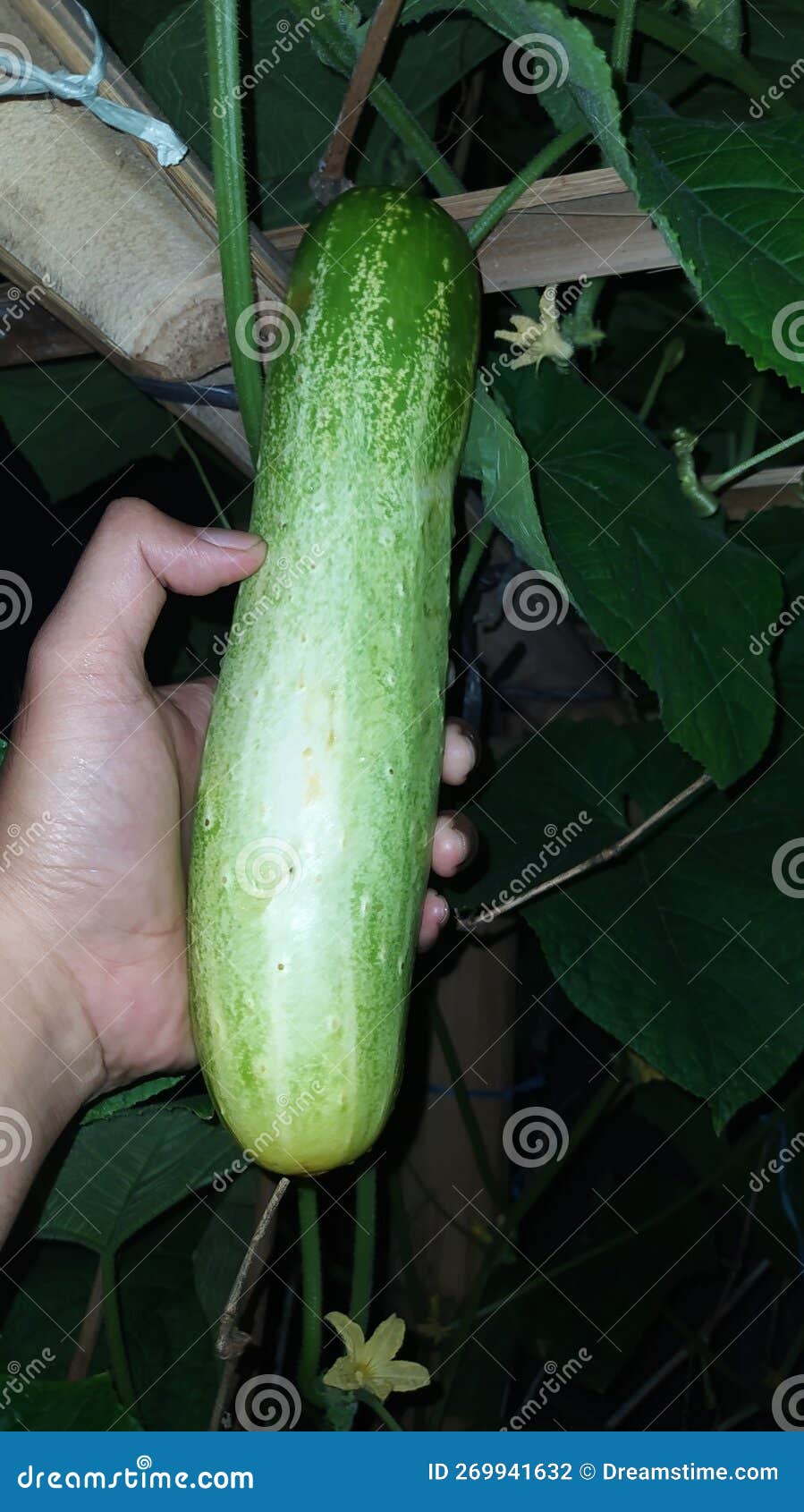 Picking a Big Local Cucumber at Night. Stock Photo - Image of cucumber ...