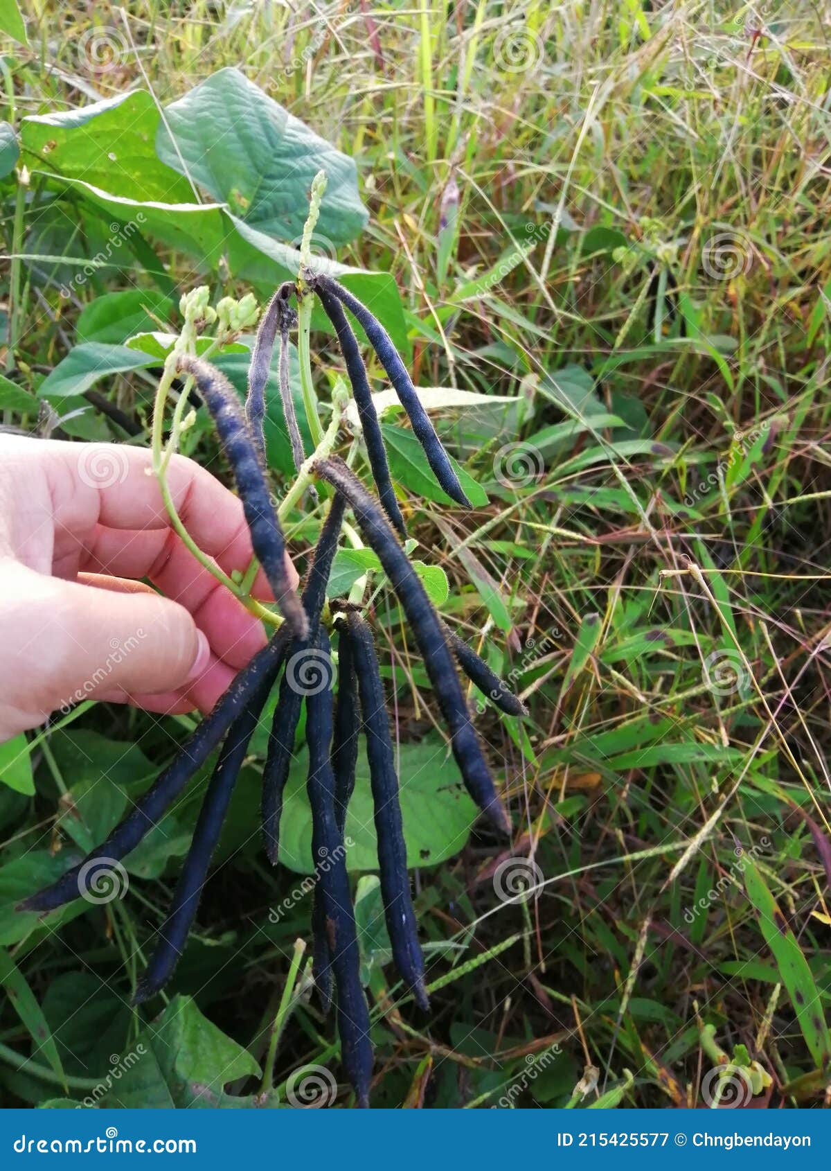 Picking Black Monggo, Ready To Harvest Stock Image - Image of monggo ...
