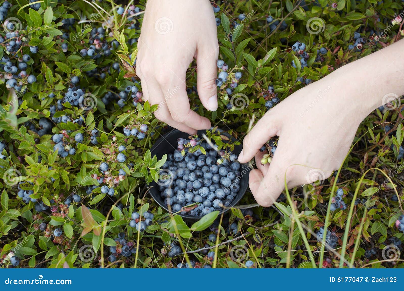 Picking blue berries stock image. Image of woman, pick - 6177047