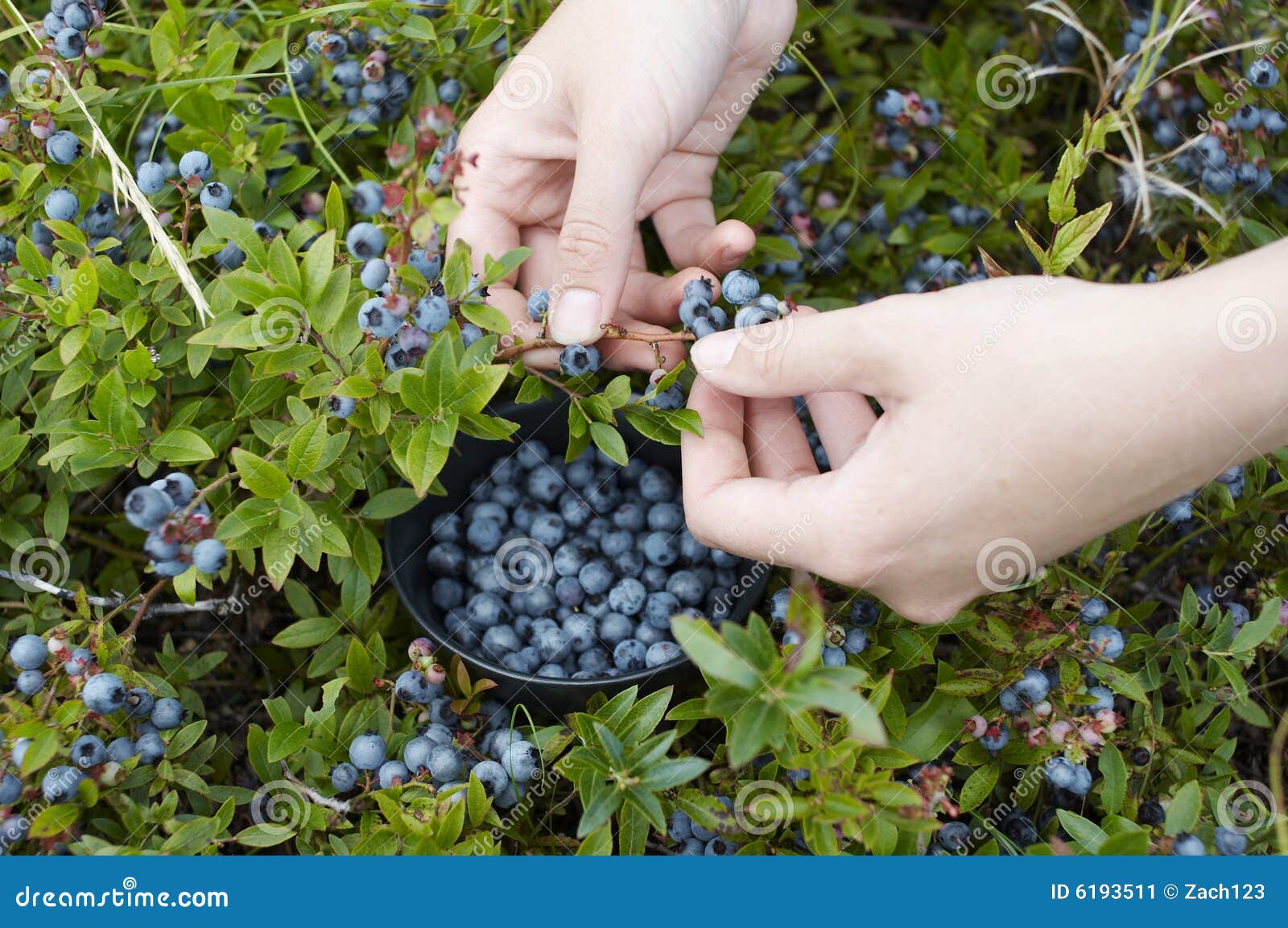 Picking blue berries stock image. Image of berries, picking - 6193511