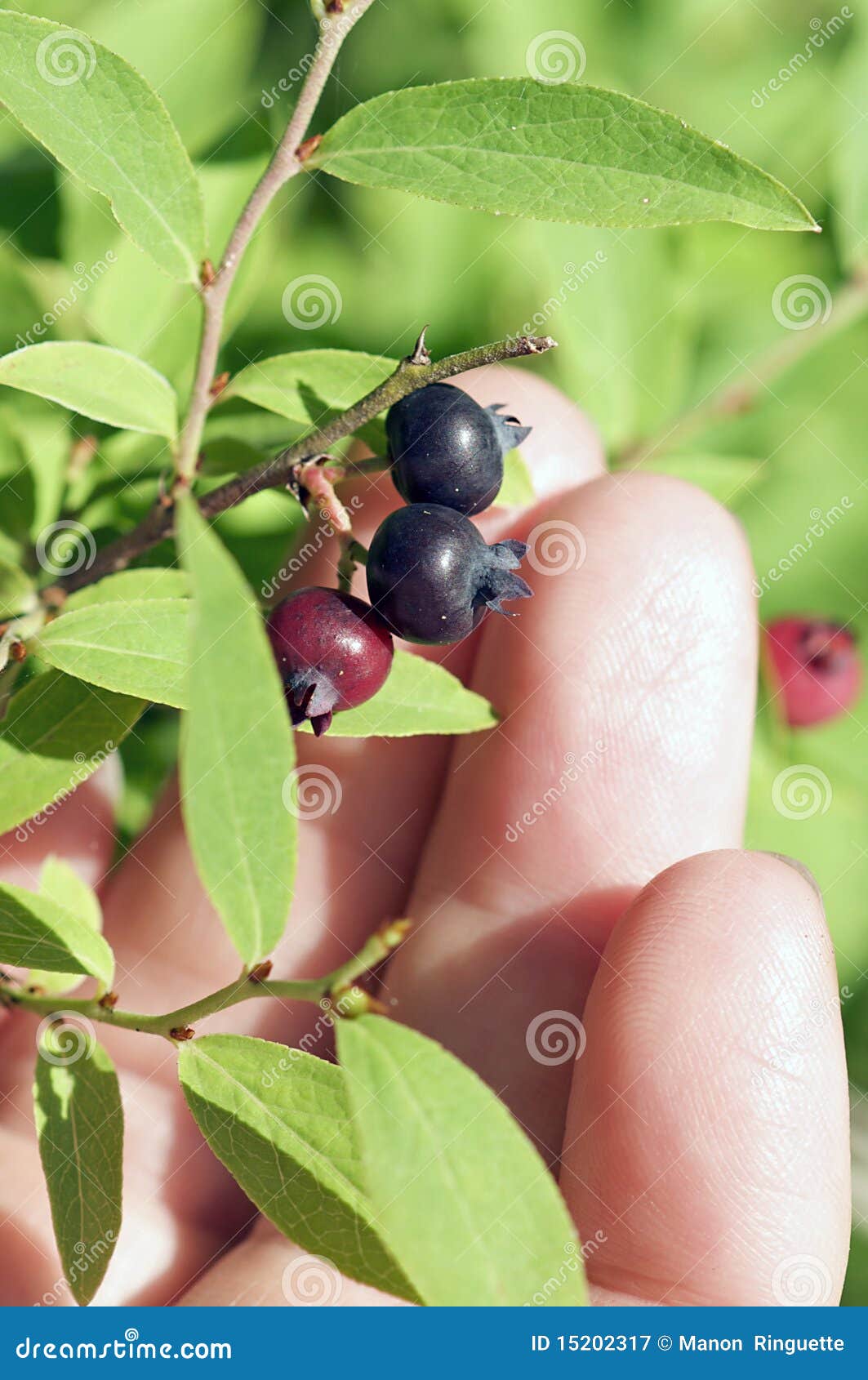 Picking Wild Blueberries stock image. Image of berries - 15202317