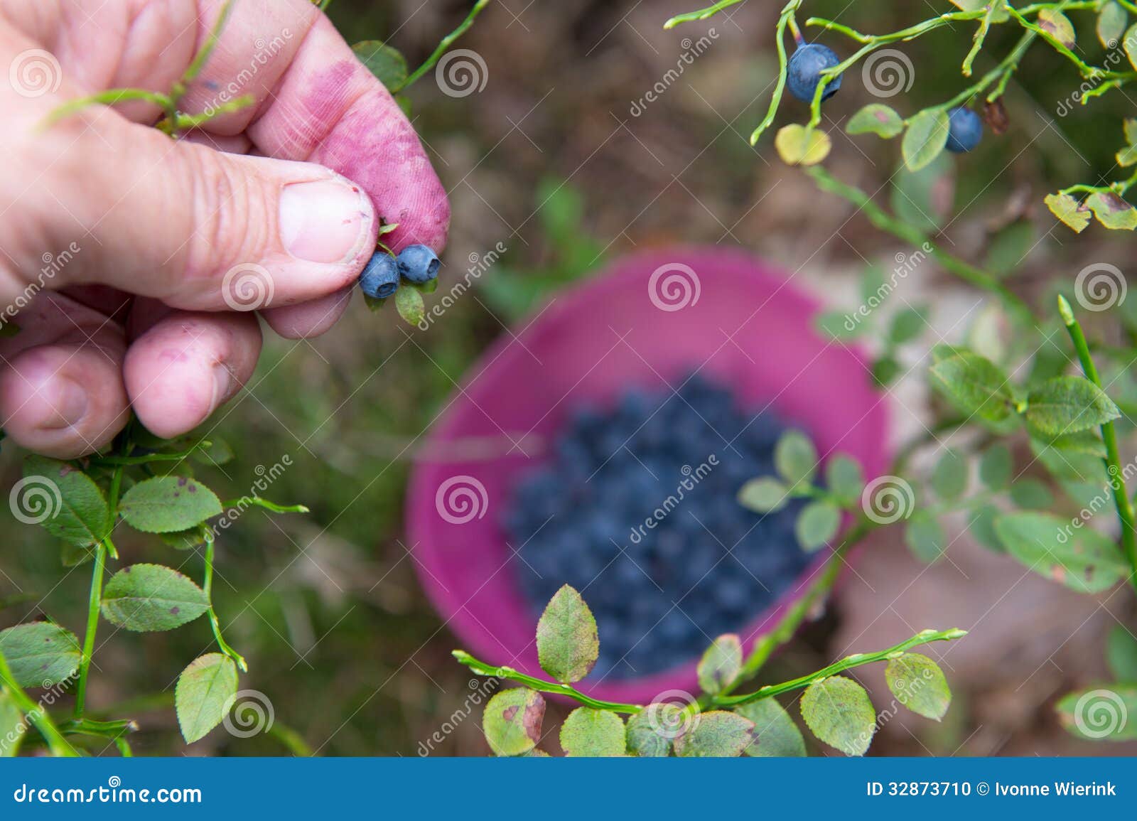 Picking blueberries stock photo. Image of picking, hands - 32873710