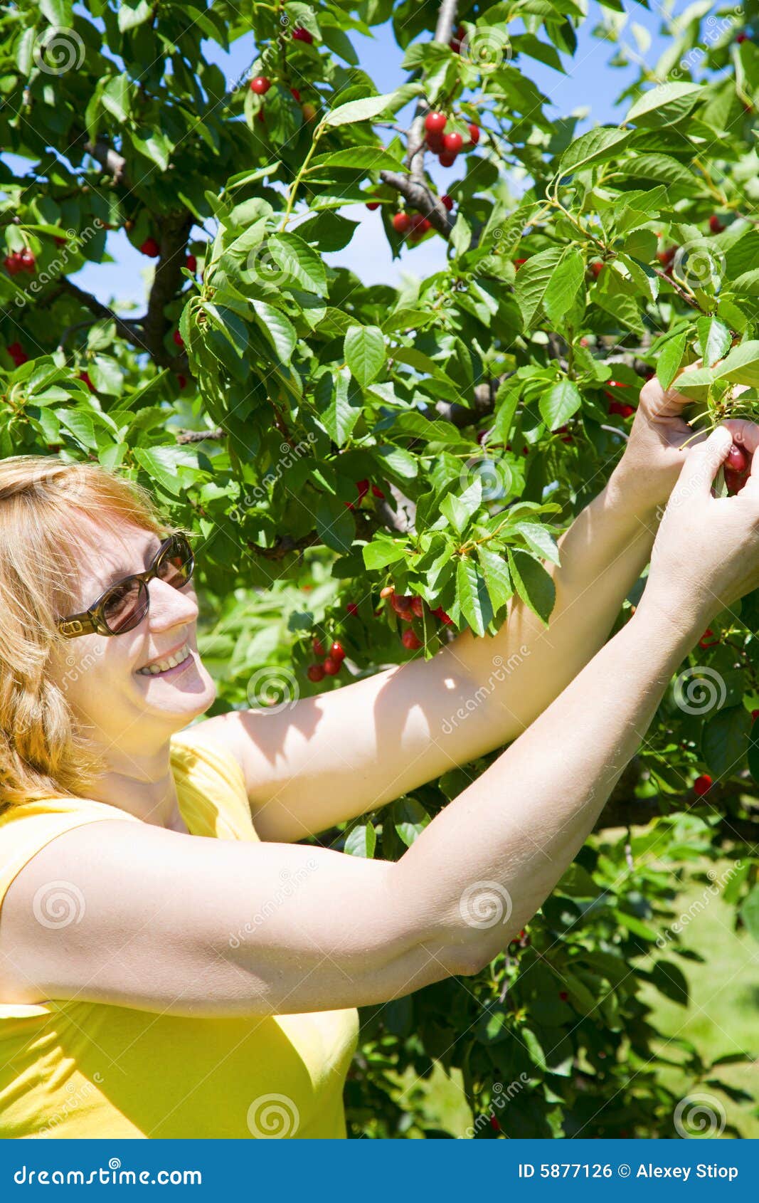 Picking cherries stock photo. Image of collecting, farm - 5877126