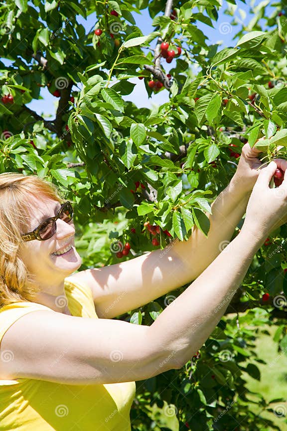 Picking cherries stock photo. Image of collecting, farm - 5877126