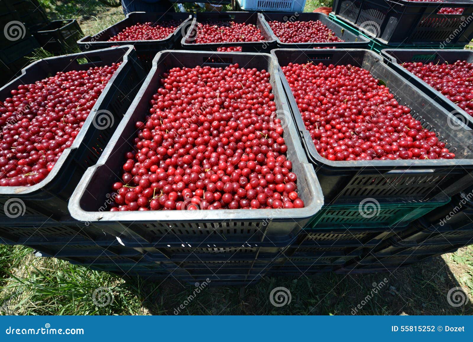 Picking cherries stock photo. Image of delicious, food - 55815252