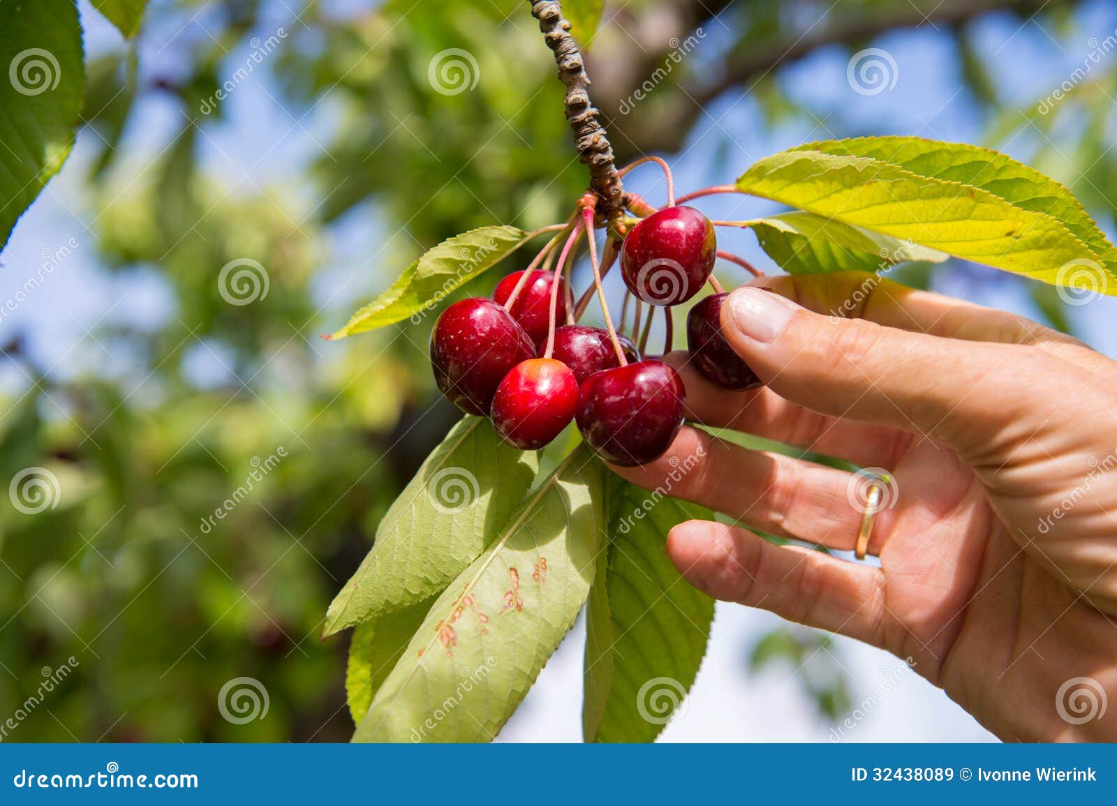 Picking cherries stock image. Image of ring, hand, picking - 32438089