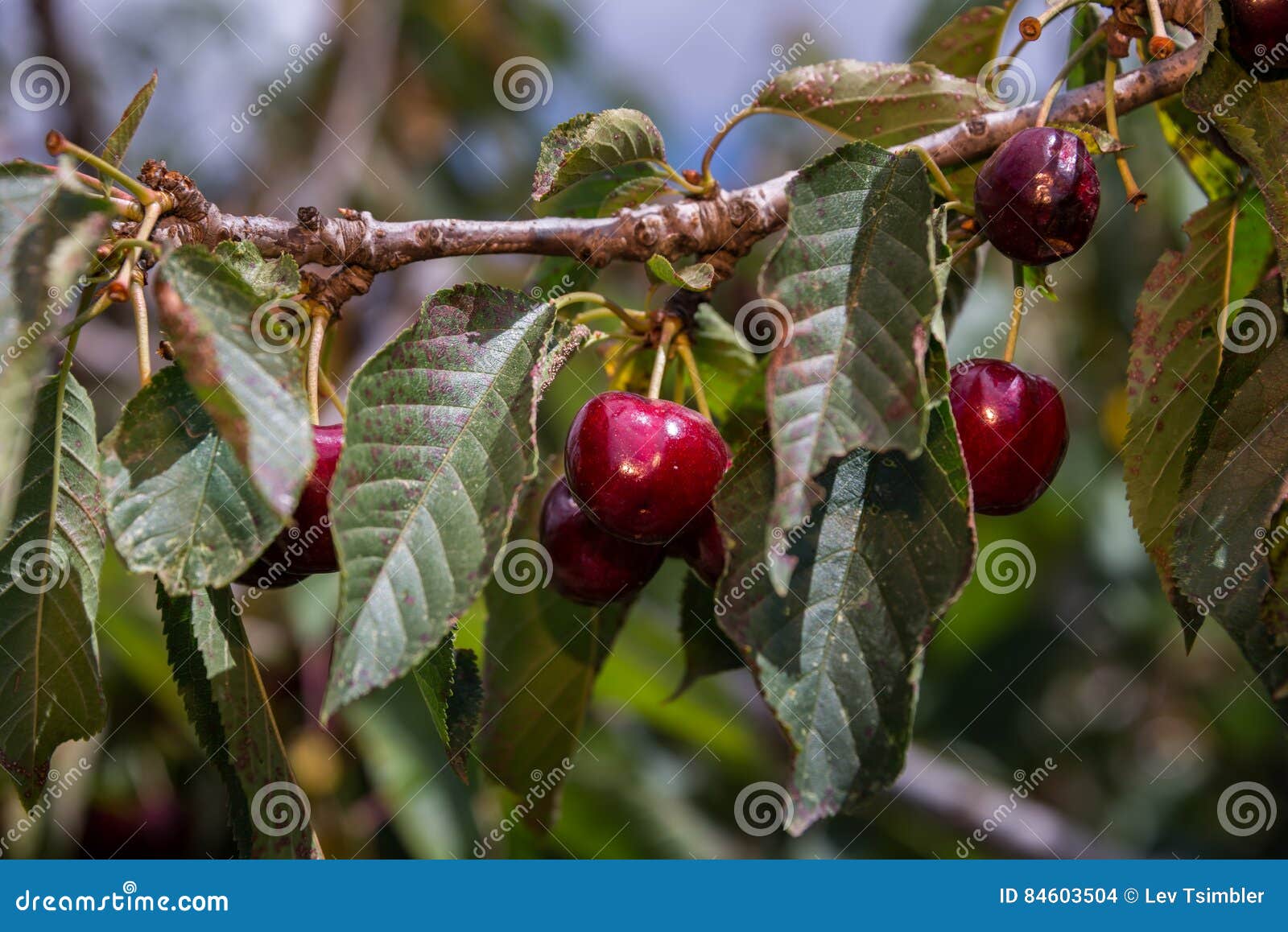 Picking cherries at Odem stock photo. Image of odem, blue - 84603504