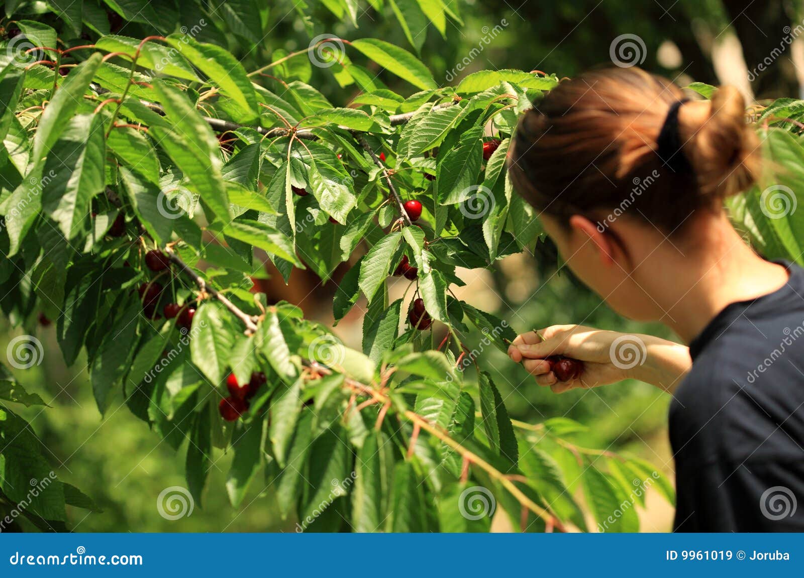 Picking cherry stock image. Image of pluck, green, color - 9961019