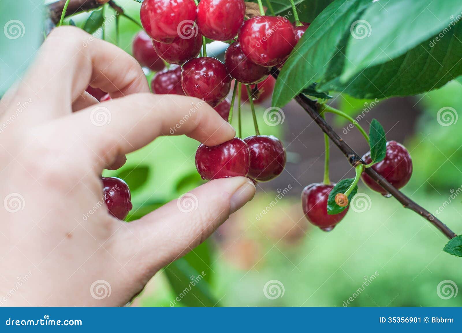 Picking cherry stock image. Image of fruit, botany, drops - 35356901