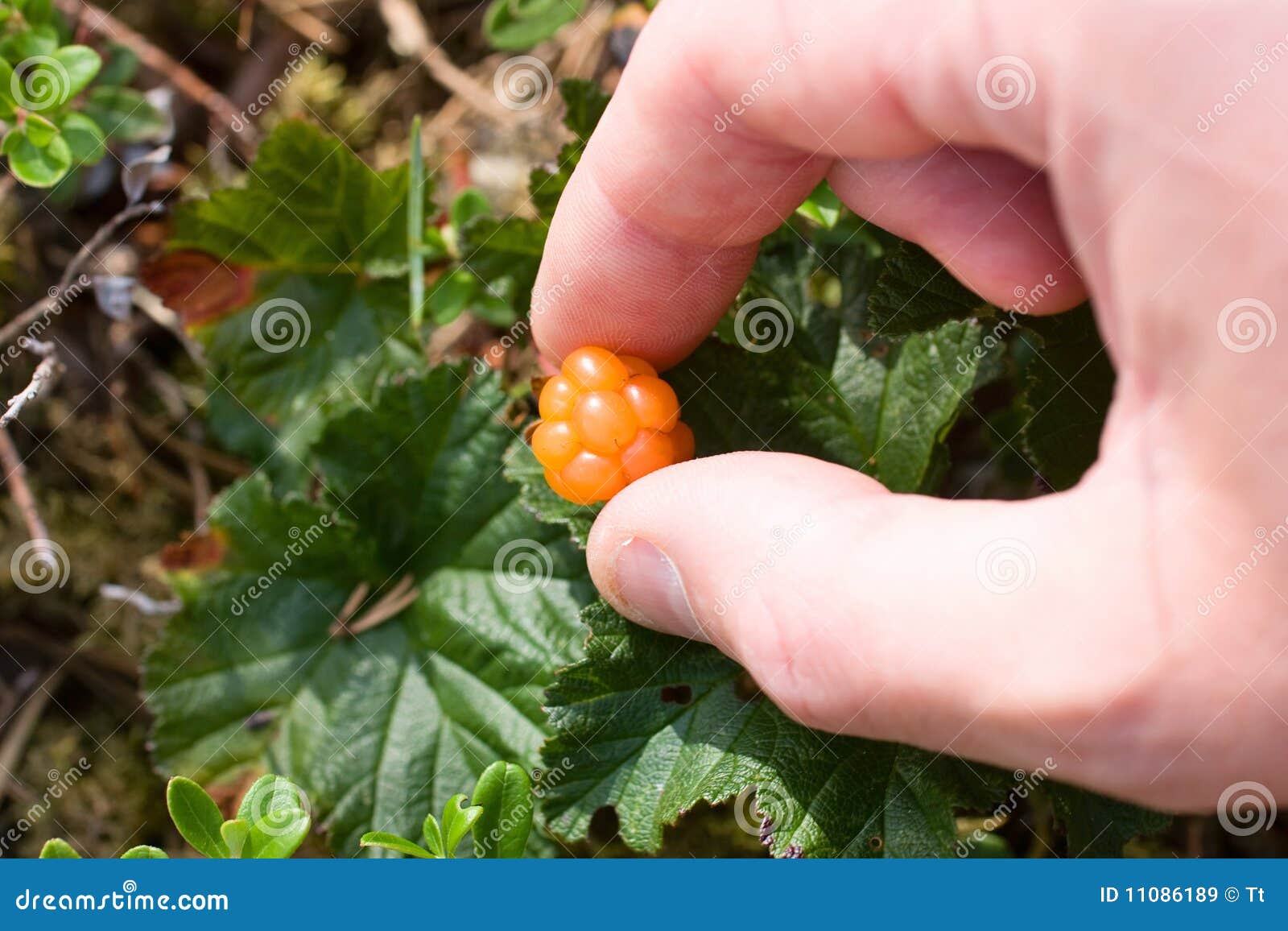 Picking cloudberry stock image. Image of bogs, colorful - 11086189