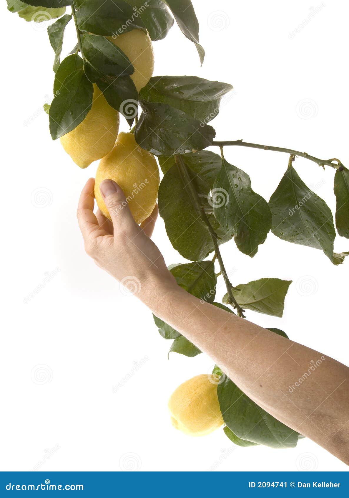 Picking from a Cluster of Lemons Stock Image - Image of hand, bunch ...