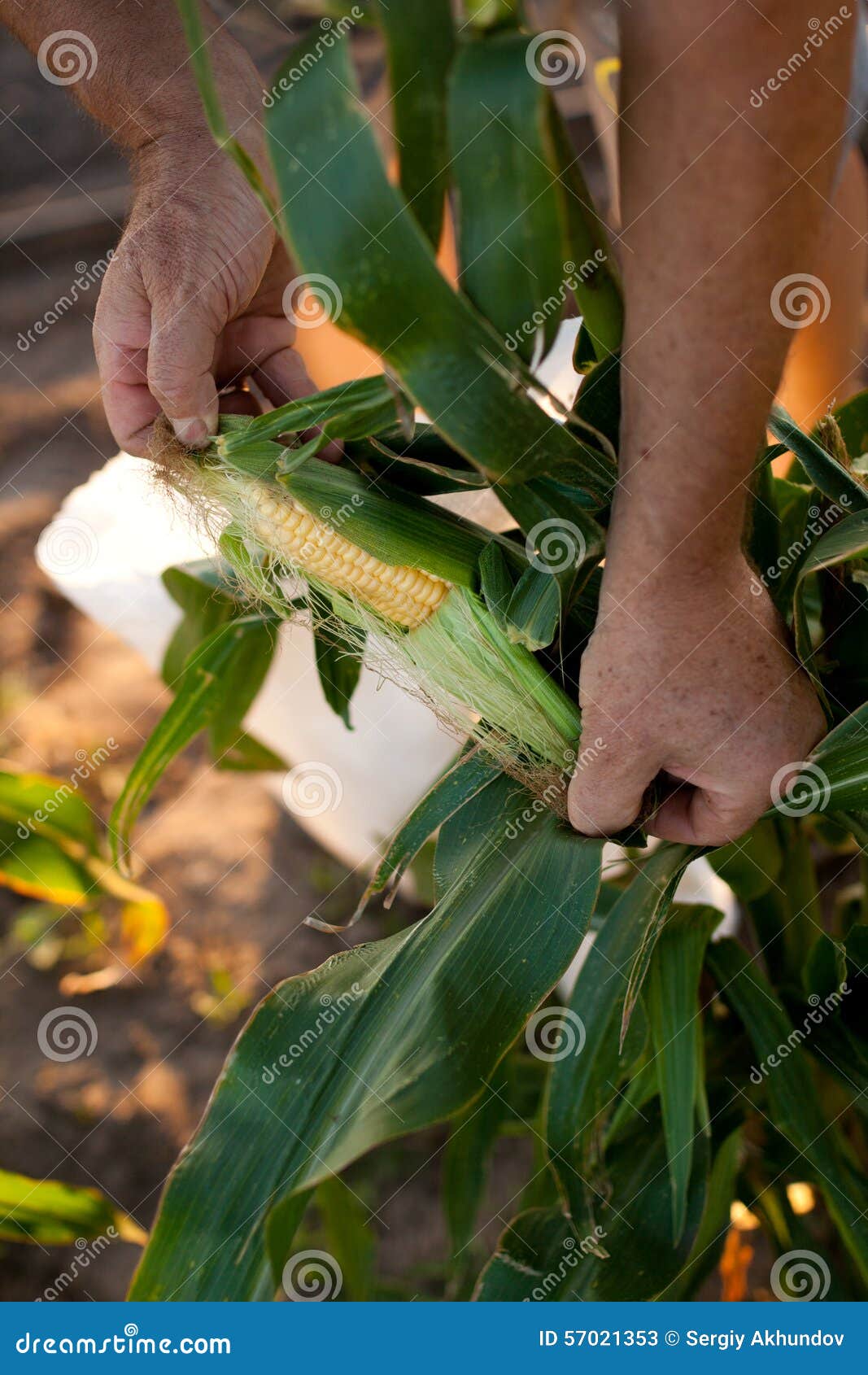 Picking corn stock image. Image of fresh, food, farm - 57021353