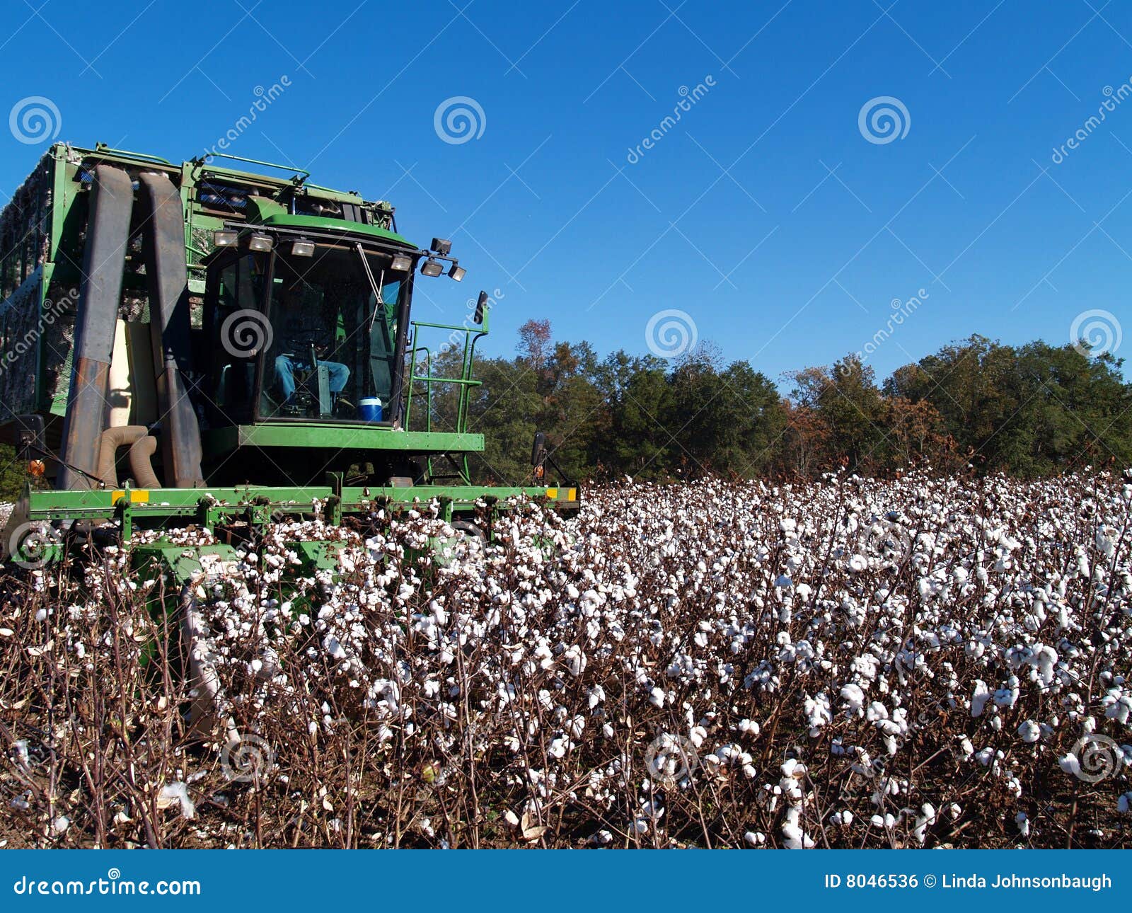 Picking Cotton stock photo. Image of harvesting, botany - 8046536