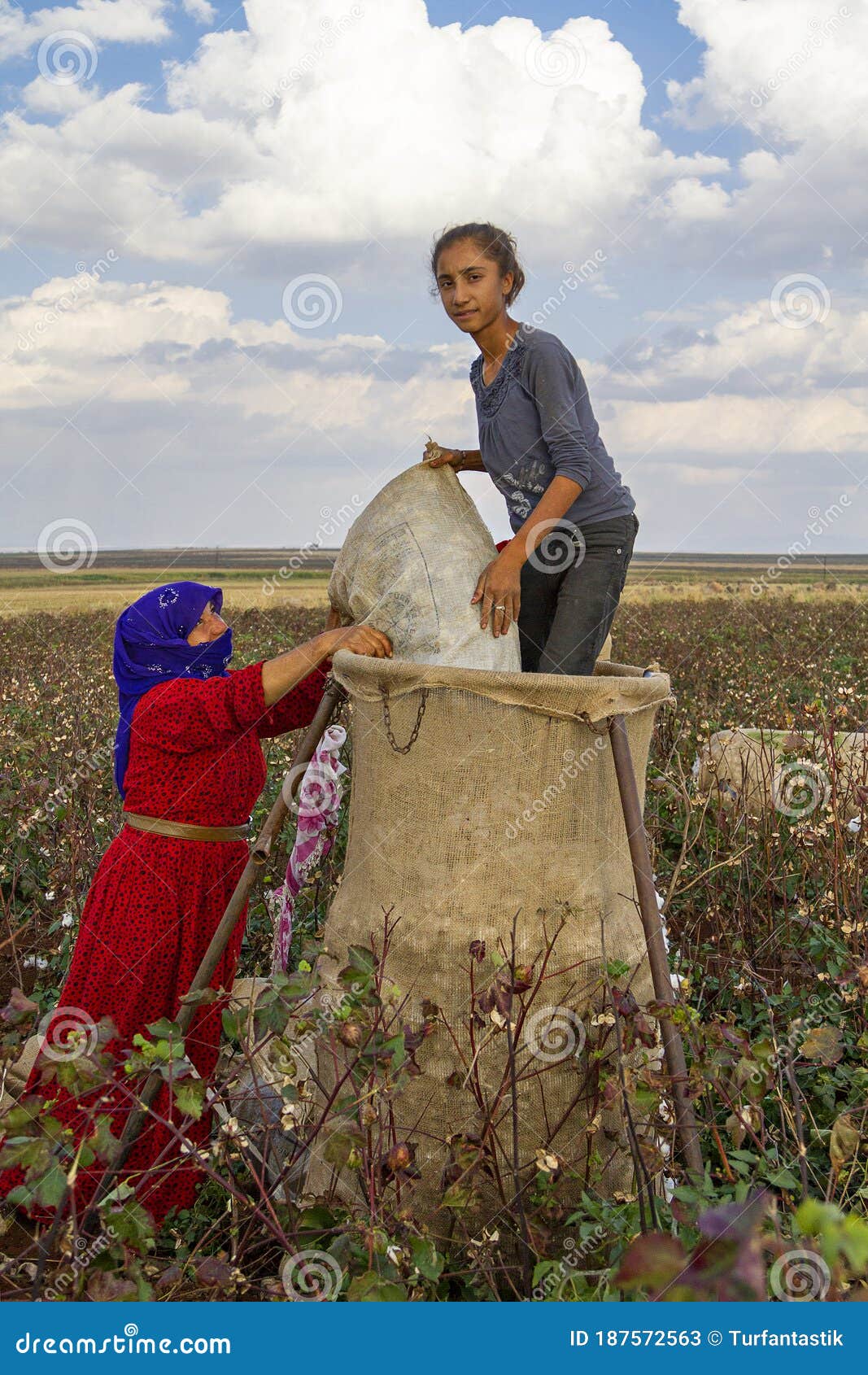 Cotton Pickers in Sanliurfa, Turkey Editorial Stock Photo - Image of ...