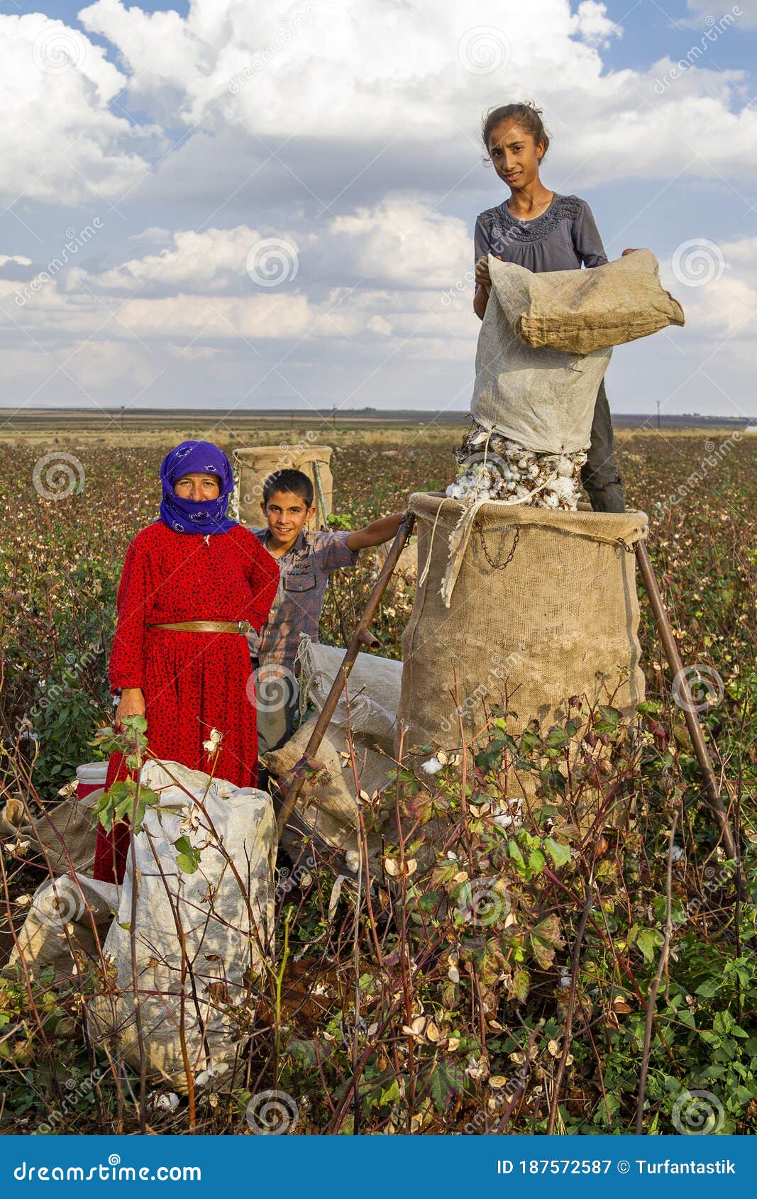 Cotton Pickers in Sanliurfa, Turkey Editorial Photography - Image of ...