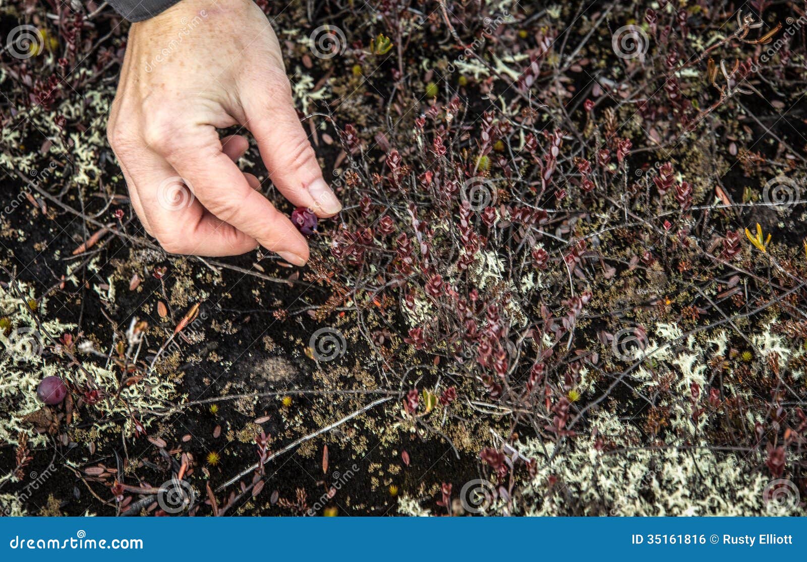 Picking cranberries stock photo. Image of harvest, nature - 35161816