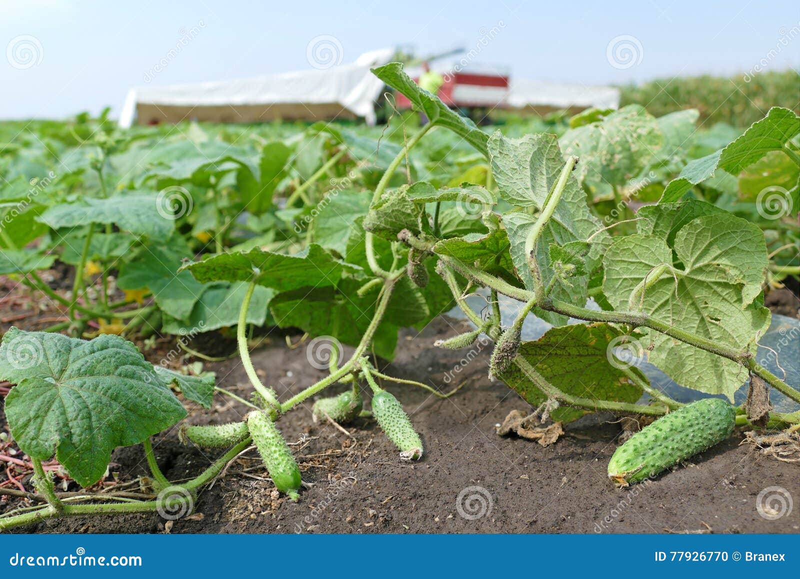 Picking Cucumbers stock photo. Image of countryside, field - 77926770