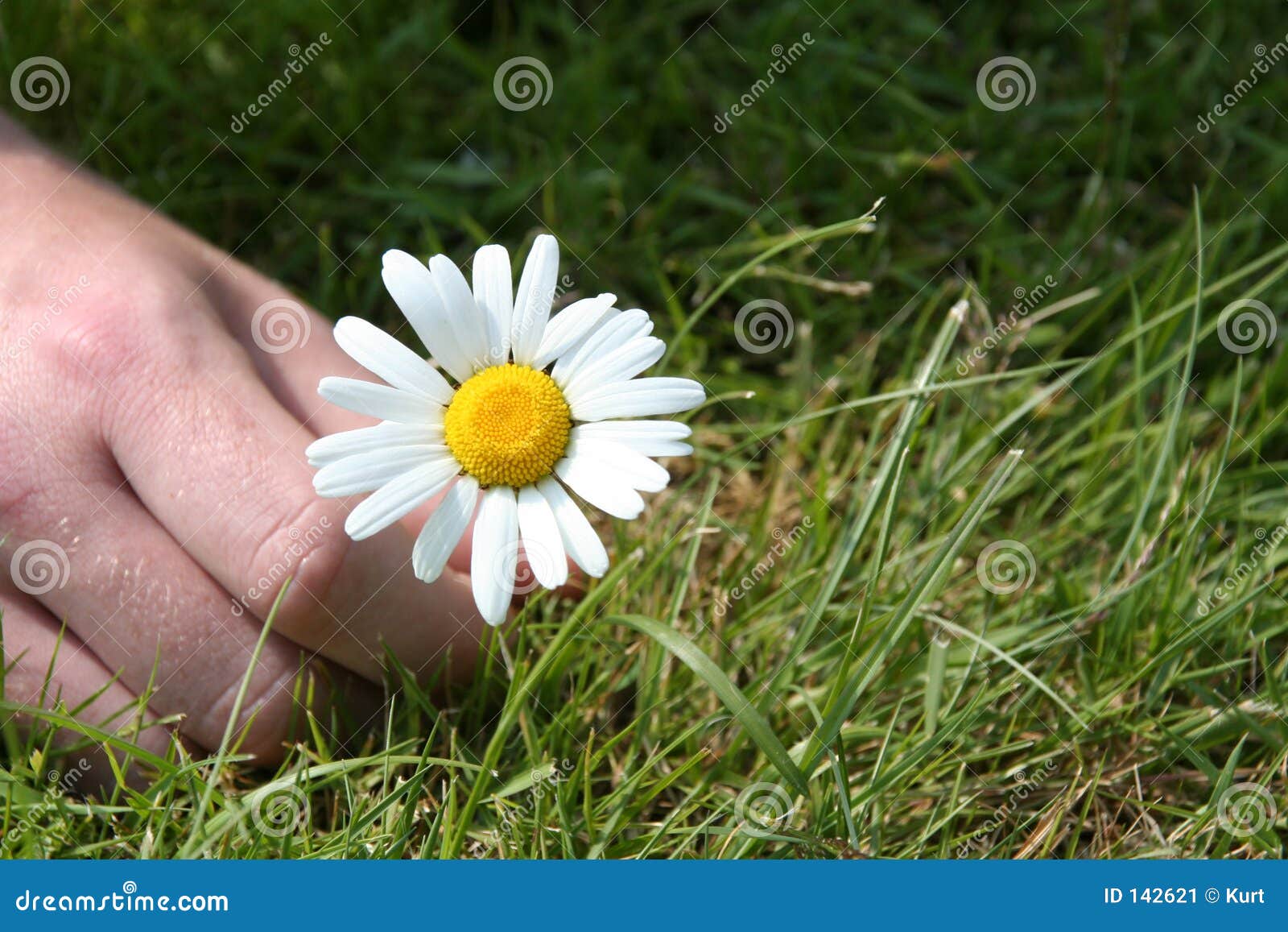 Picking a daisy stock image. Image of nature, white, summer - 142621