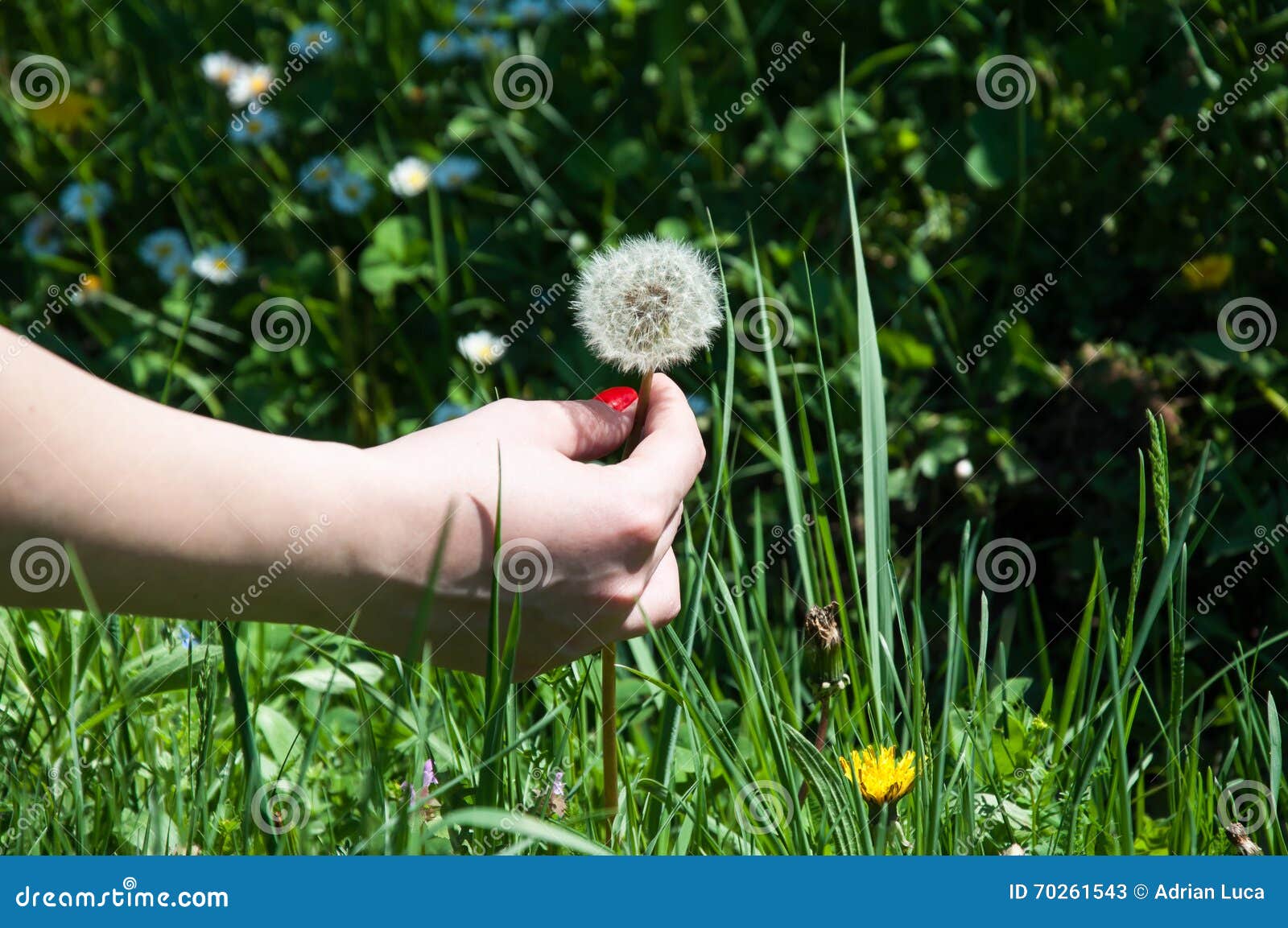 Picking a dandelion stock image. Image of summer, light - 70261543