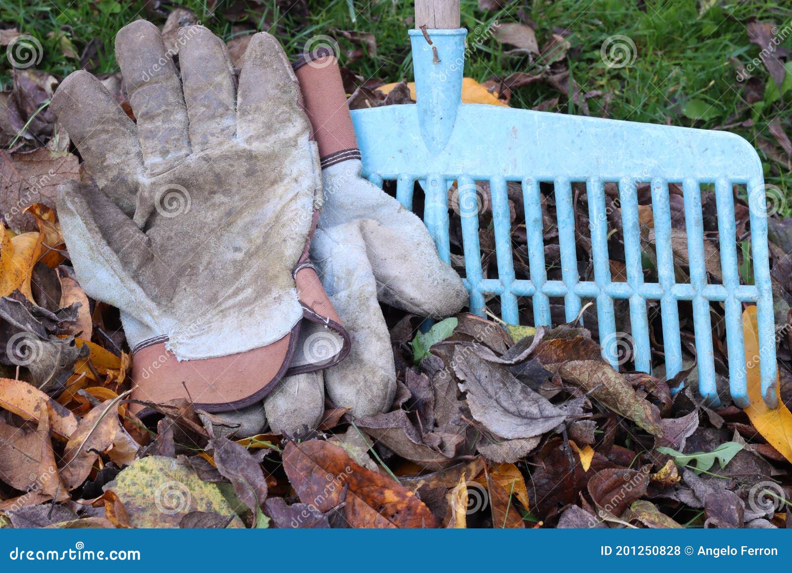 Picking Fallen Leaves with Rake Picking Fallen Leaves with Rake Stock ...