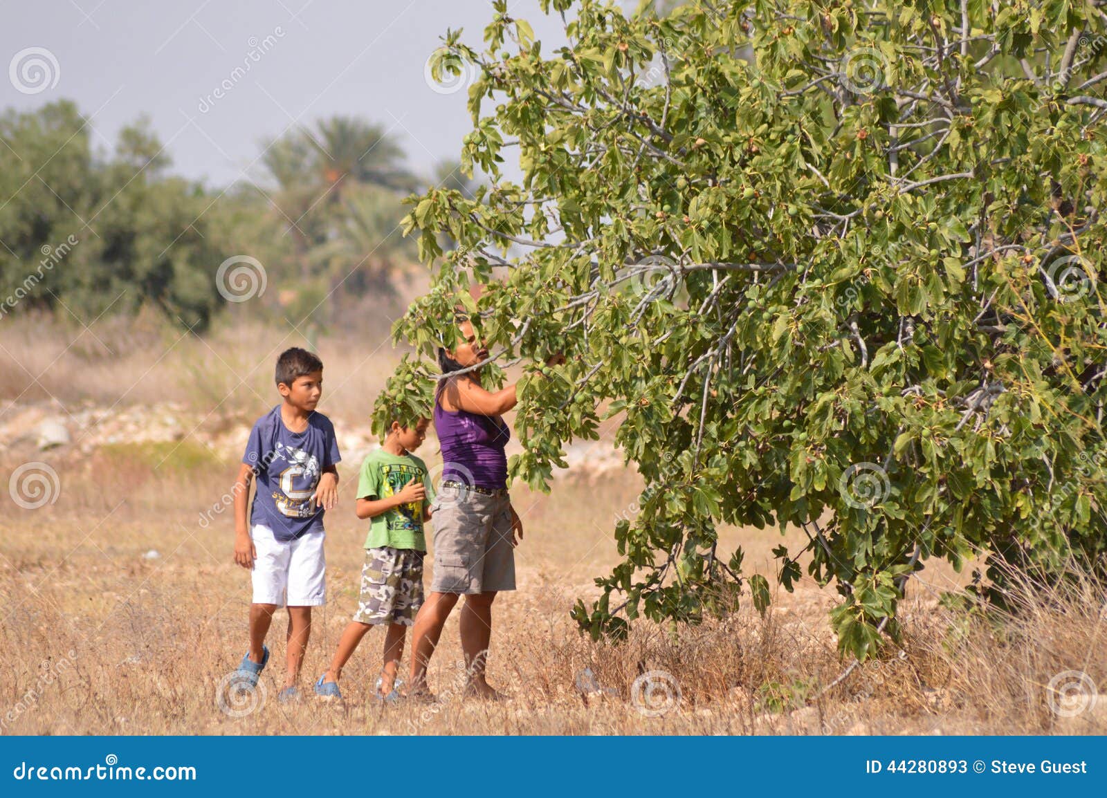 Picking Figs - Family Woman Kids Children Fruit Boys Stock Image ...