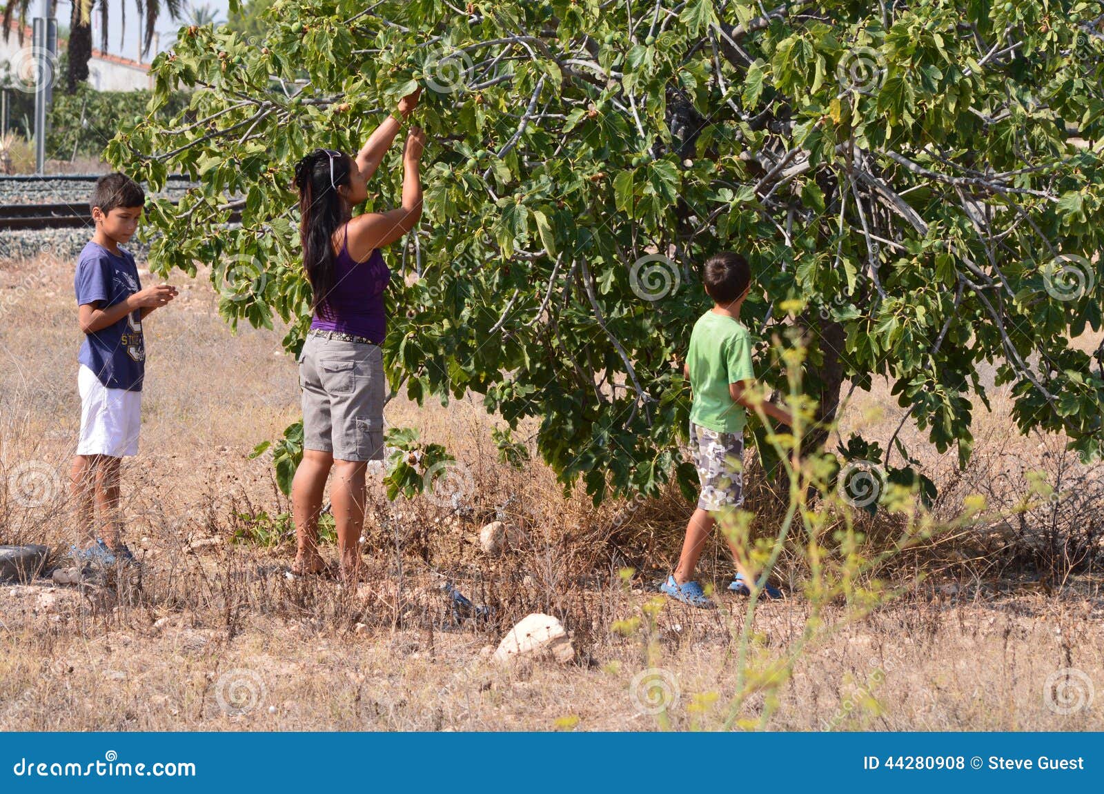 Picking Figs - Family Mother and Children Working Together Stock Photo ...