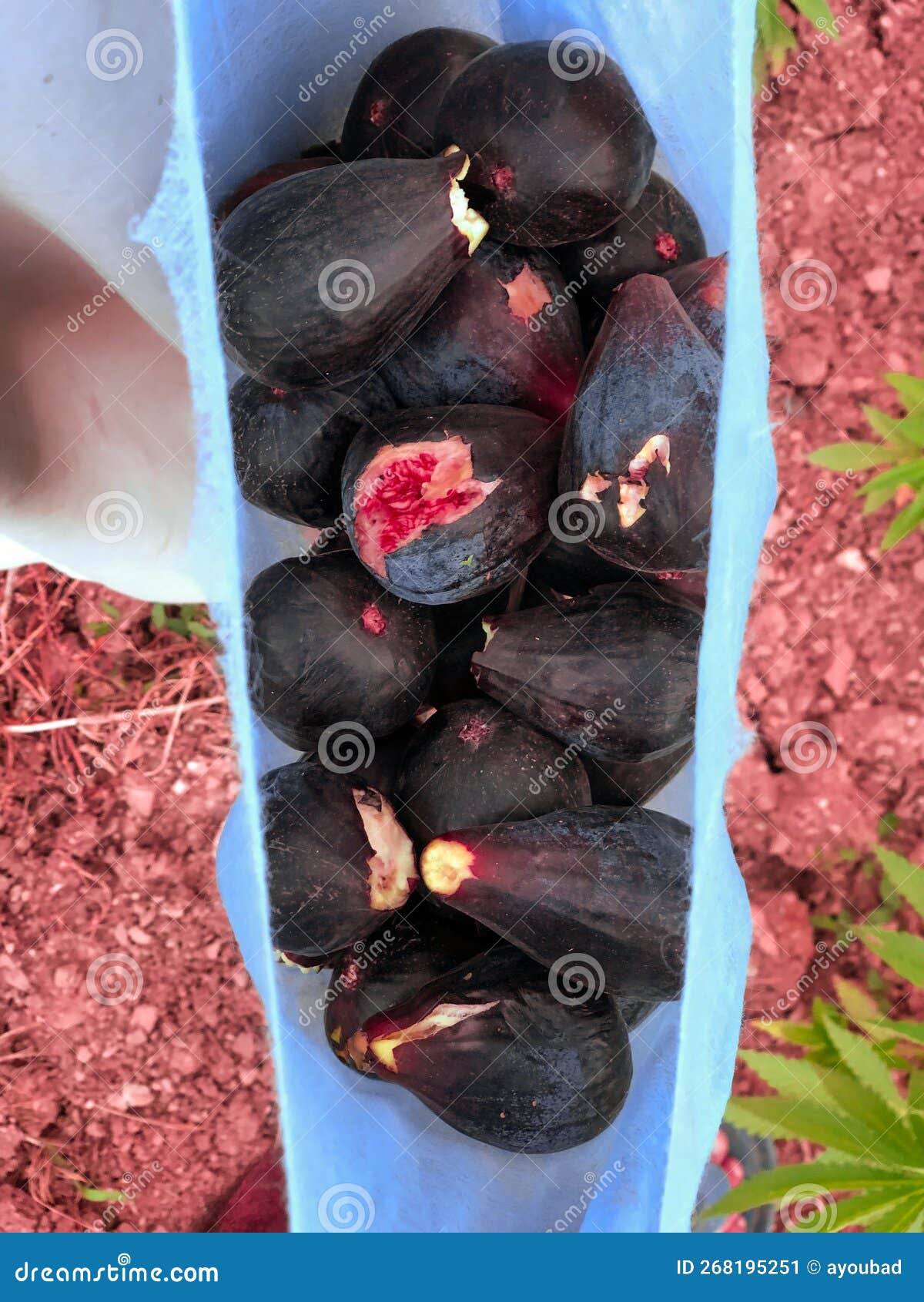 Picking Figs from Their Natural Tree Stock Image - Image of tree, twigs ...