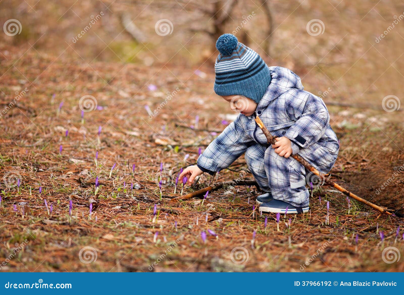 Picking First Spring Flowers Stock Photo - Image of pansy, beautiful ...