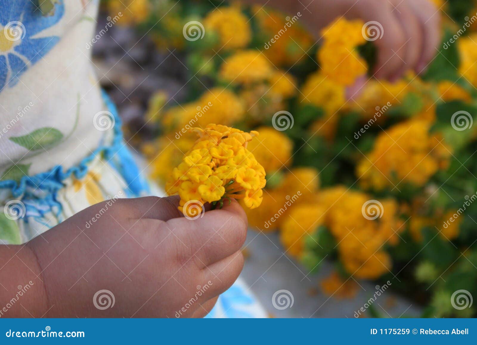 Picking Flowers stock image. Image of child, flower, yellow - 1175259