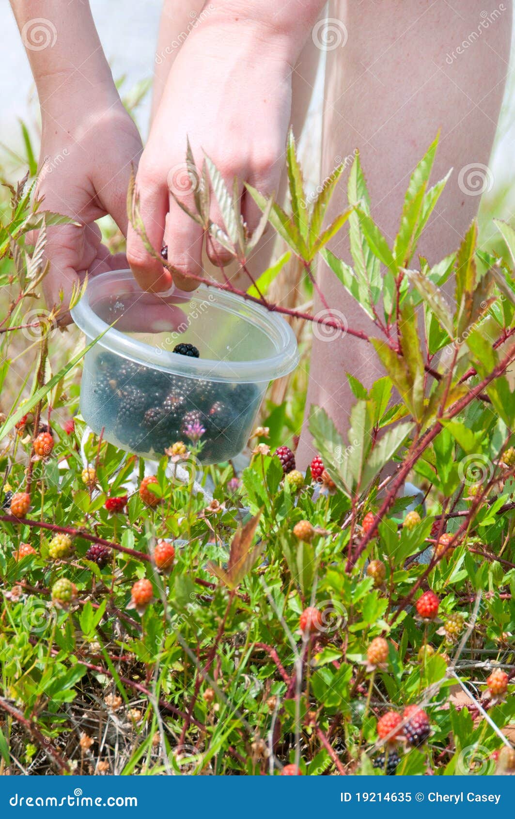 Picking fresh berries stock image. Image of fresh, blackberry - 19214635